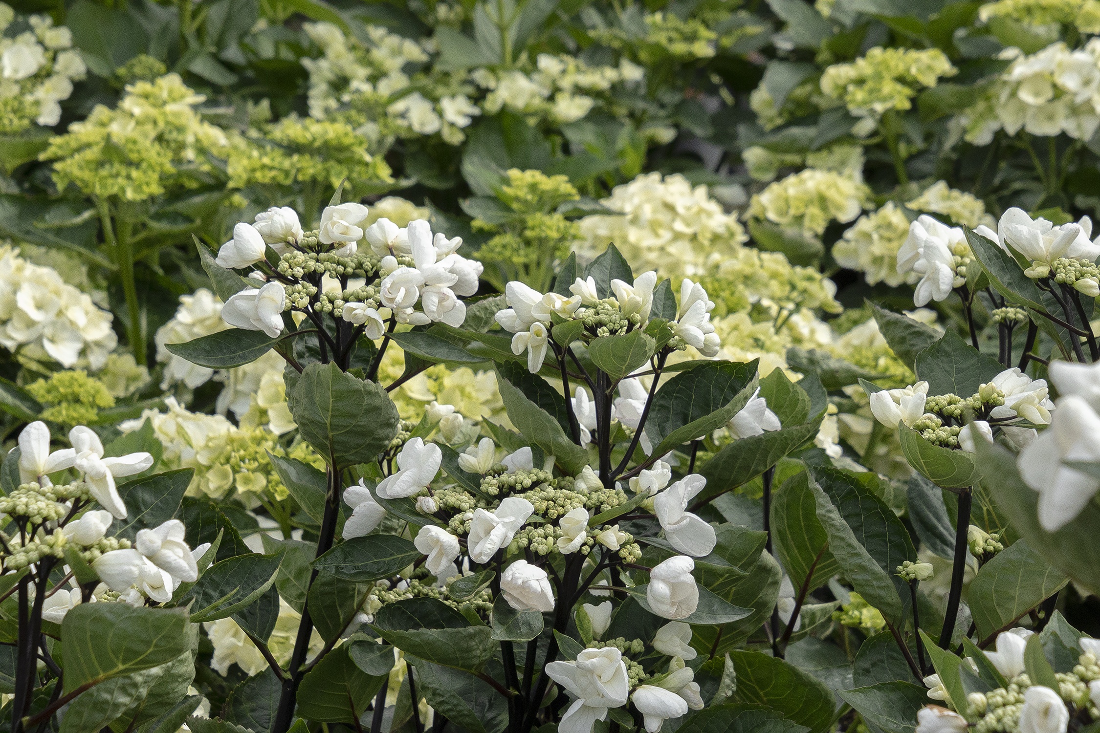 Seaside Serenade® Glacier Bay Hydrangea, Monrovia Plant