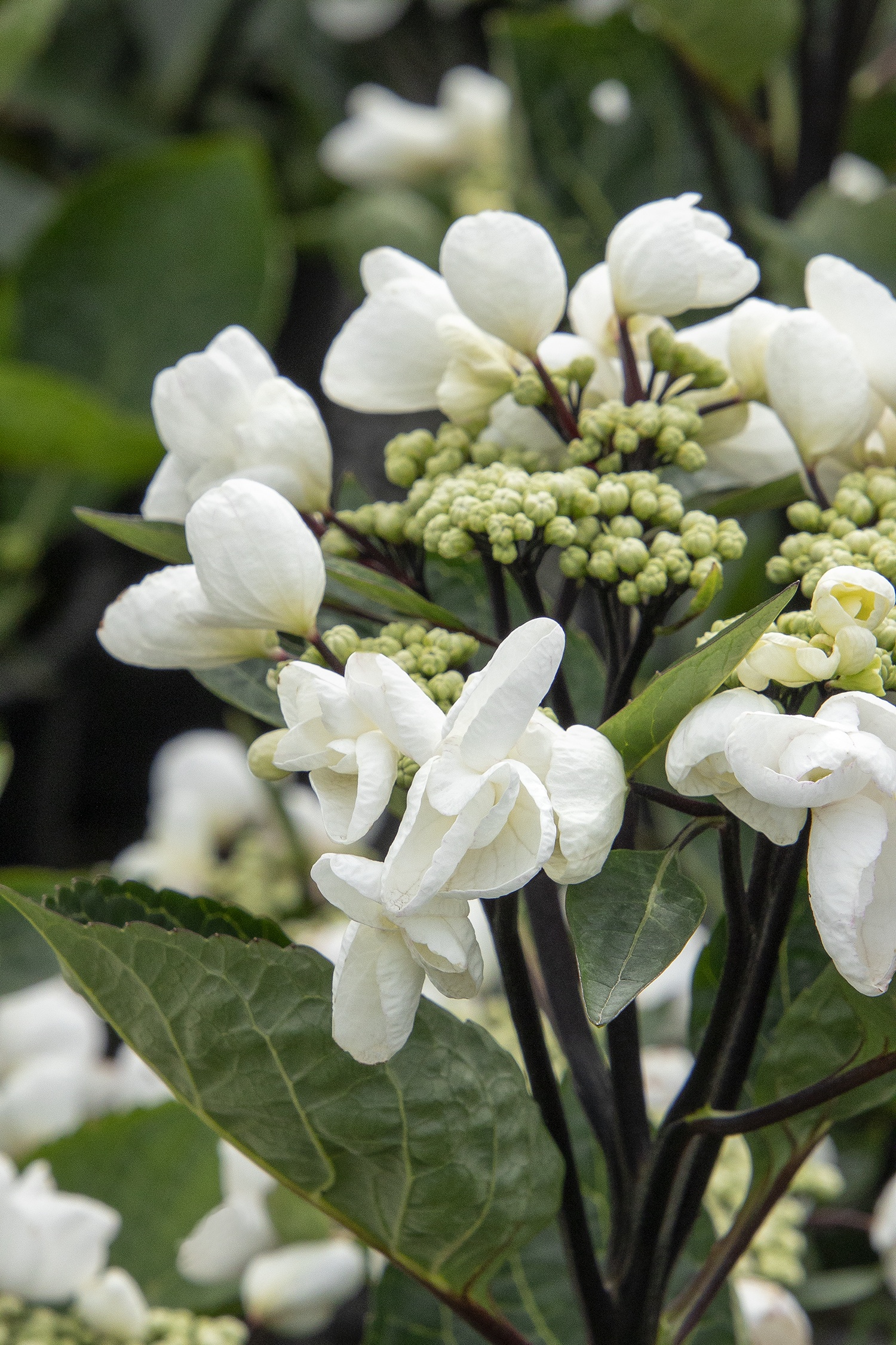 Seaside Serenade® Glacier Bay Hydrangea, Monrovia Plant