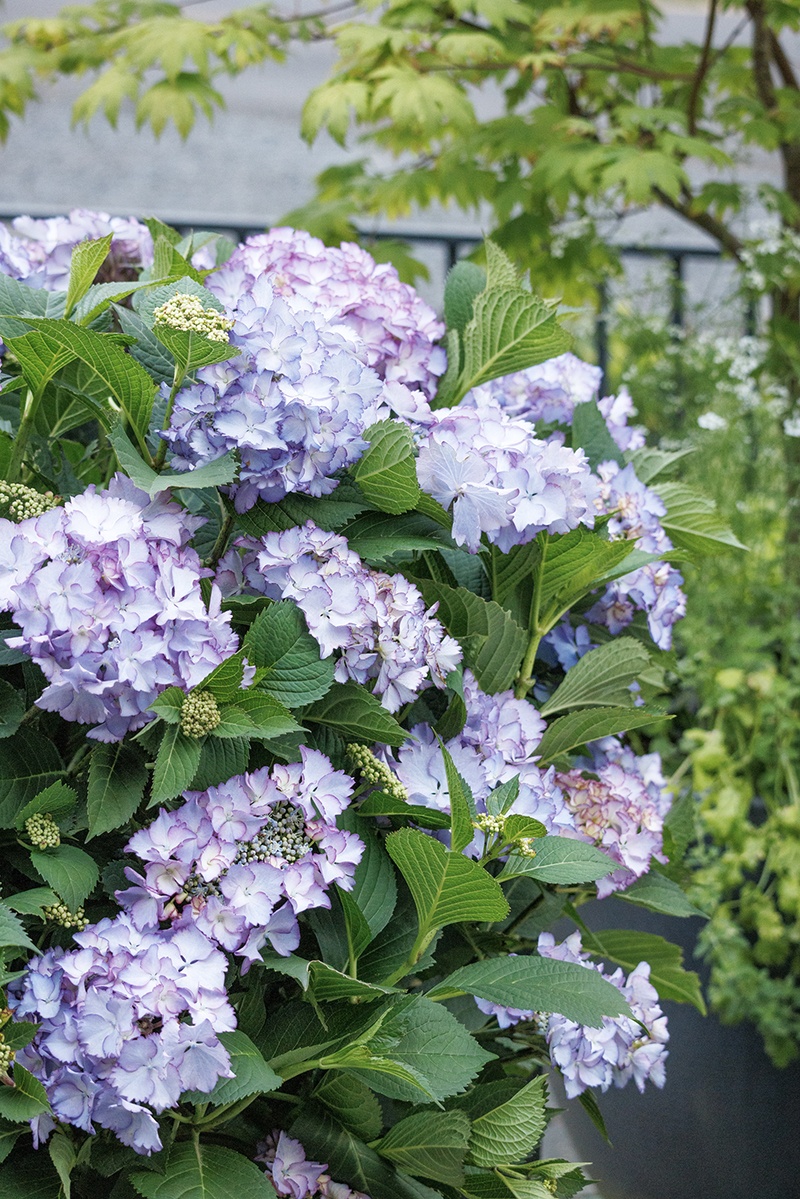 Seaside Serenade® Crystal Cove Hydrangea, Monrovia Plant