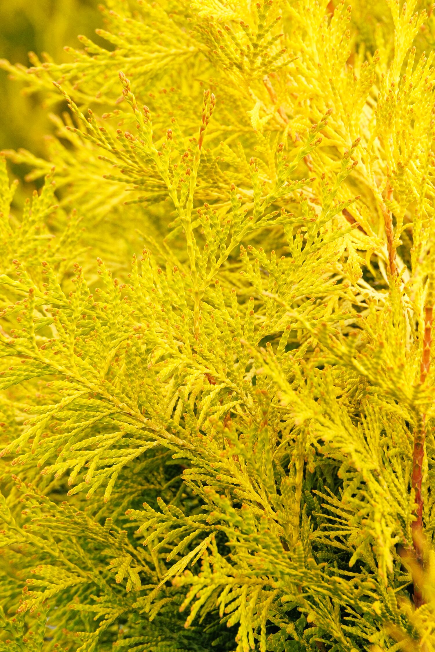 Fluffy® Western Arborvitae, Thuja plicata 'SMNTPGF' PP #30,762