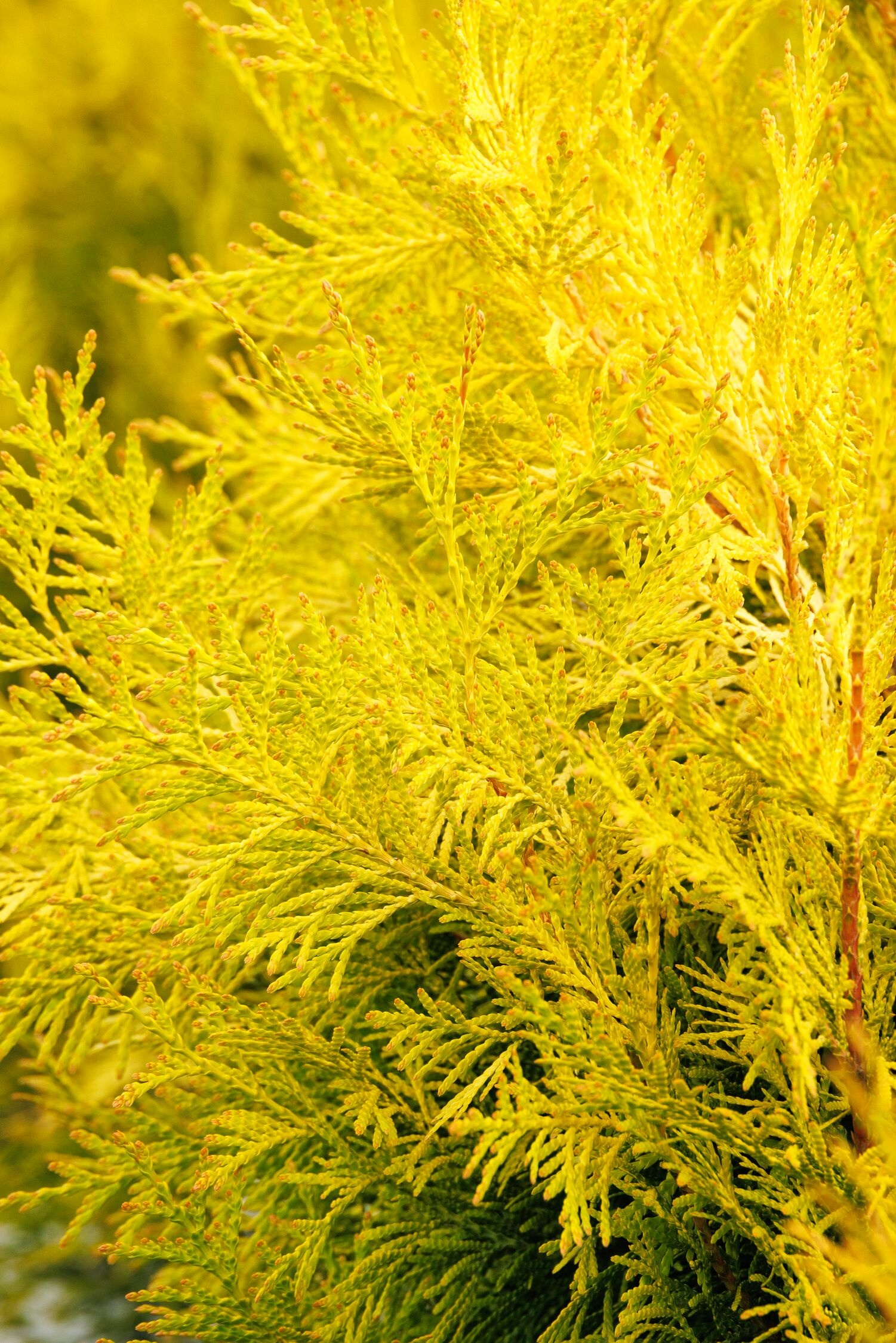 Fluffy® Western Arborvitae, Thuja plicata 'SMNTPGF' PP #30,762