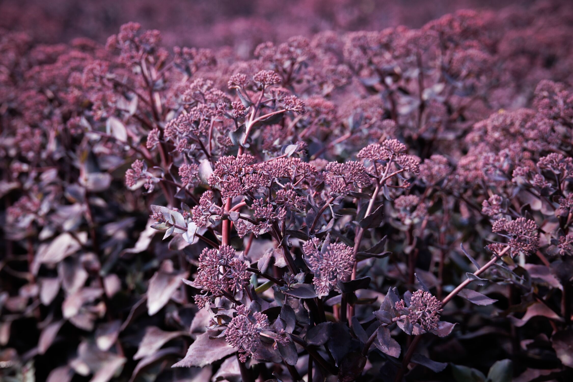 Mojave Jewels™ Ruby Sedum, Sedum 'Ruby' Plant Patent Applied For