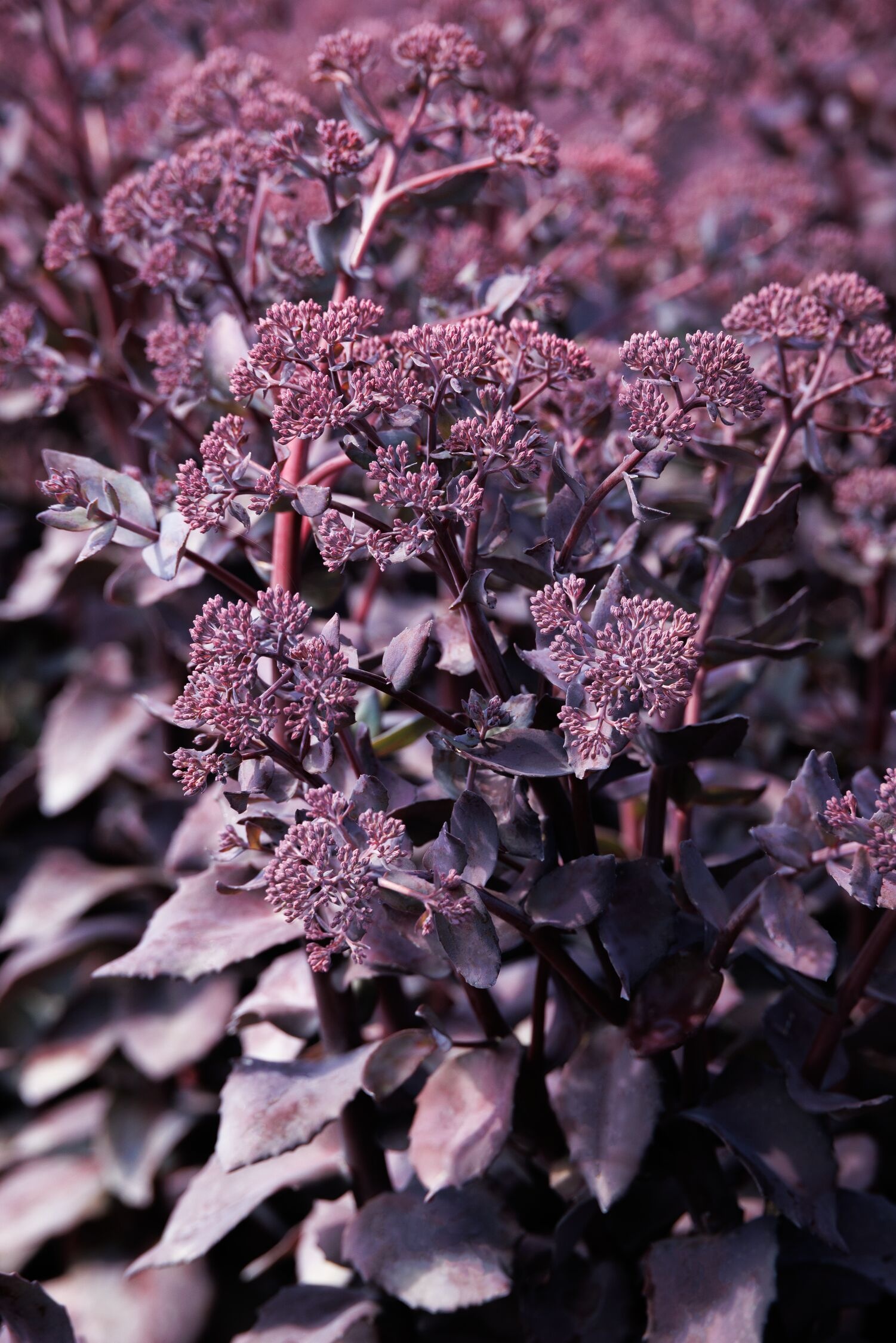 Mojave Jewels™ Ruby Sedum, Sedum 'Ruby' Plant Patent Applied For