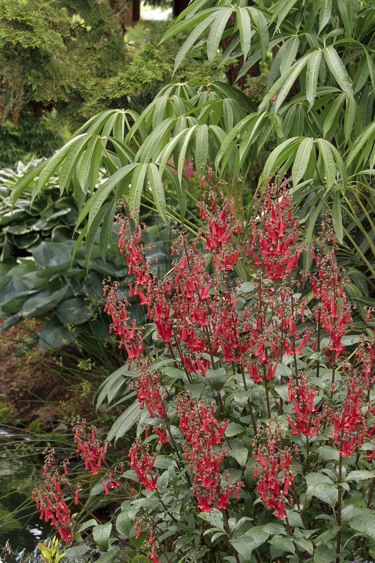 Colorburst™ Deep Red Cape Fuchsia, Phygelius 'TNPHYCDR' PPAF