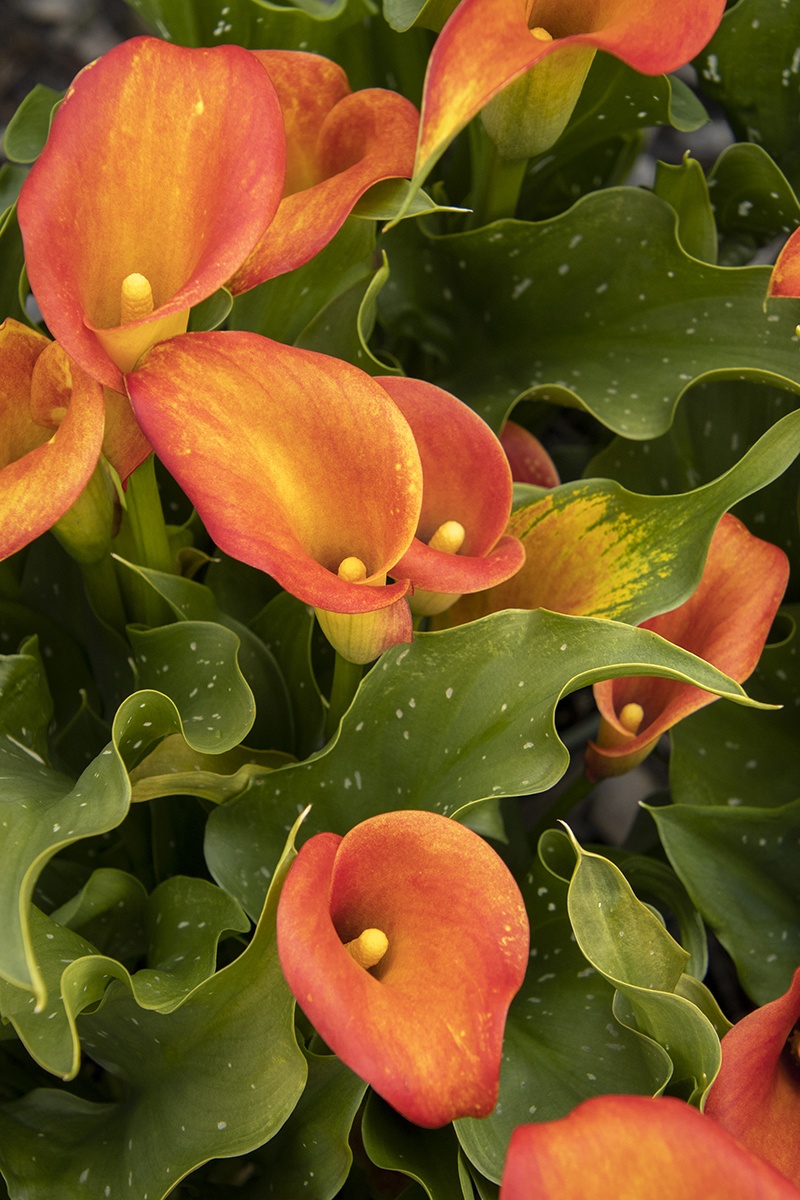 Captain Orange Calla Lily, Zantedeschia , Monrovia Plant