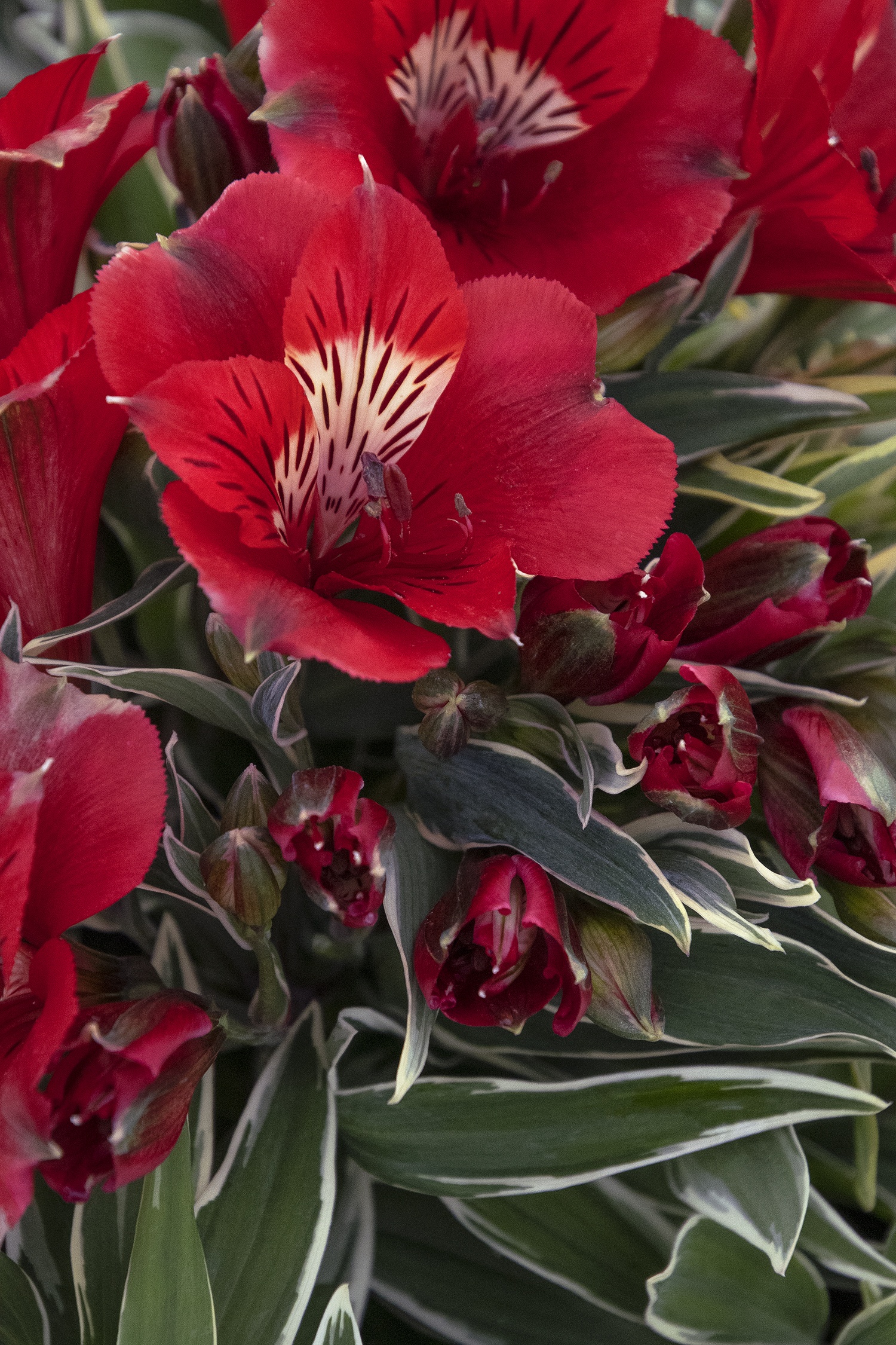 Colorita® Katiana® Peruvian Lily, Alstroemeria x 'Zaprikatia'