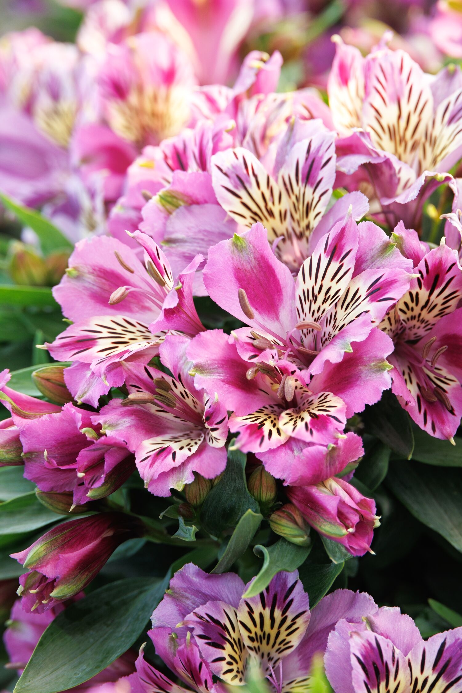 Colorita® Mulan® Peruvian Lily, Alstroemeria x 'Zaprimu', Monrovia Plant