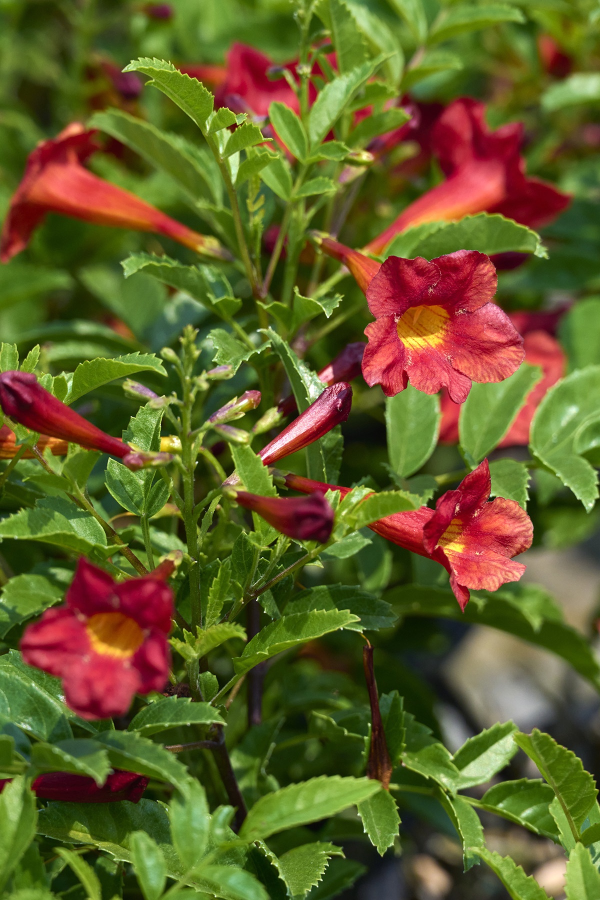 Red Hot Esperanza, Tecoma 'Red Hot' PPAF, Monrovia Plant