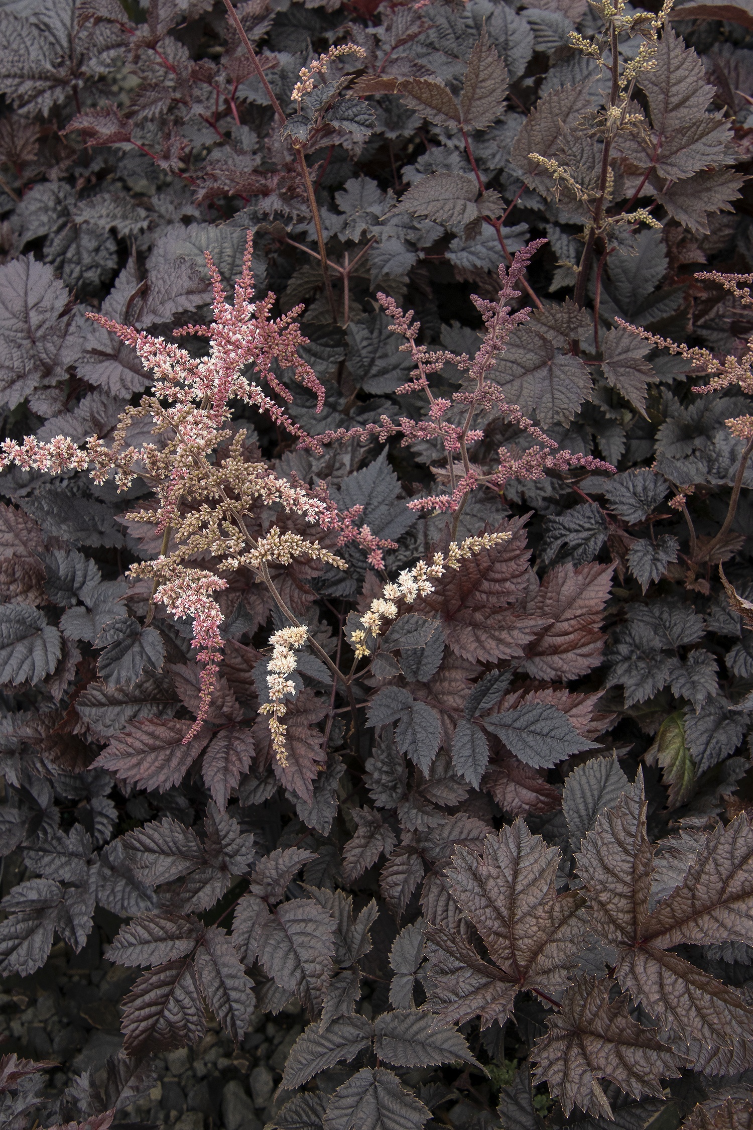 Chocolate Shogun Astilbe, Astilbe thunbergii 'Chocolate Shogun' PP #26,430