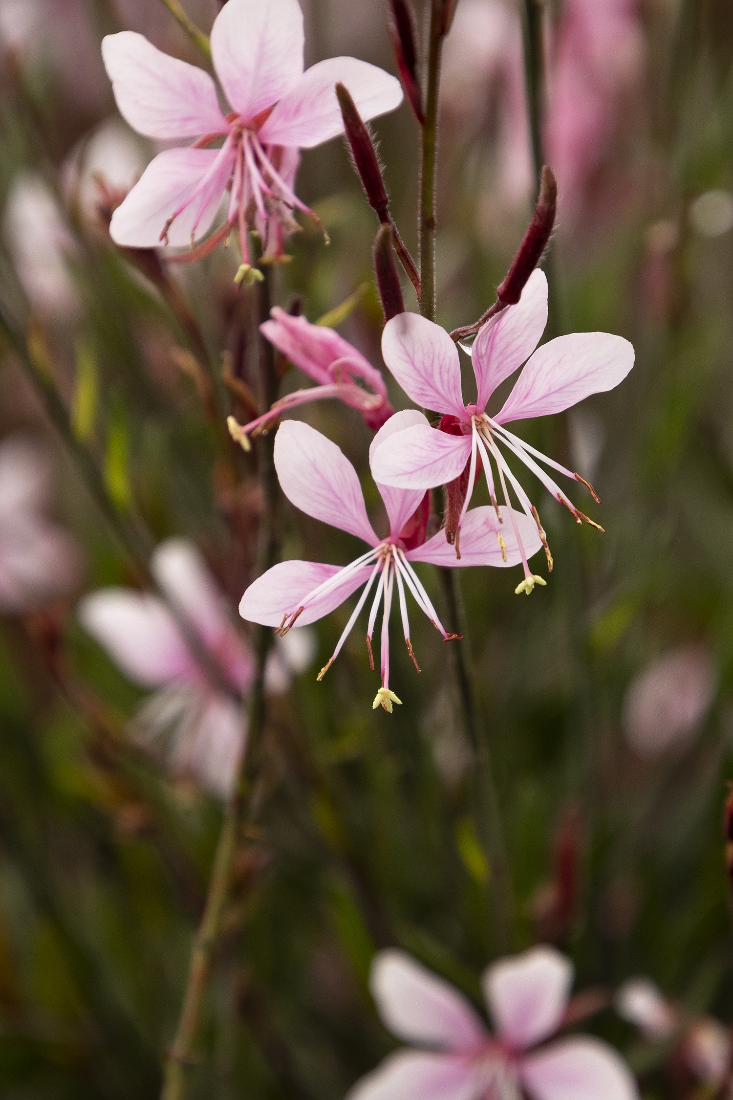 Steffi™ Blush Pink Gaura, Gaura lindheimeri, Monrovia Plant
