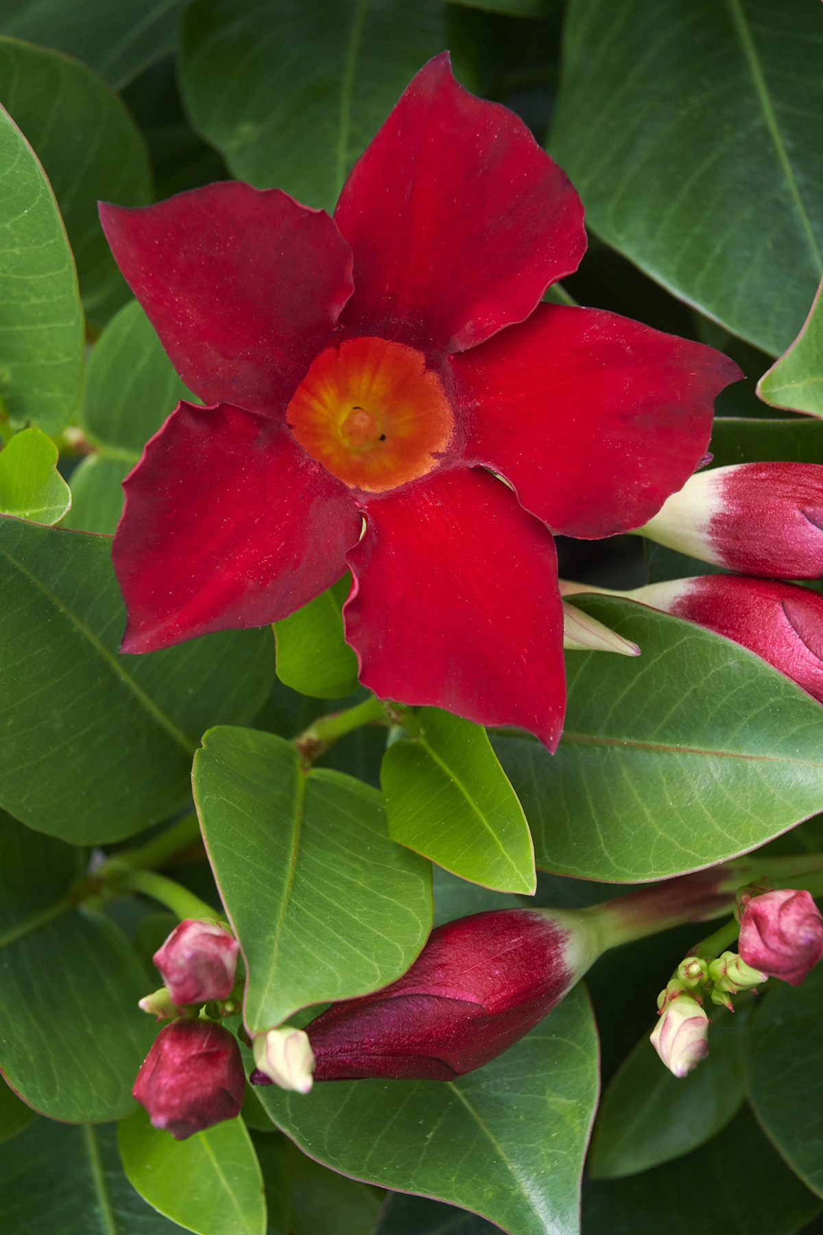 Madinia™ Deep Red Mandevilla, Mandevilla hybrid, Monrovia Plant
