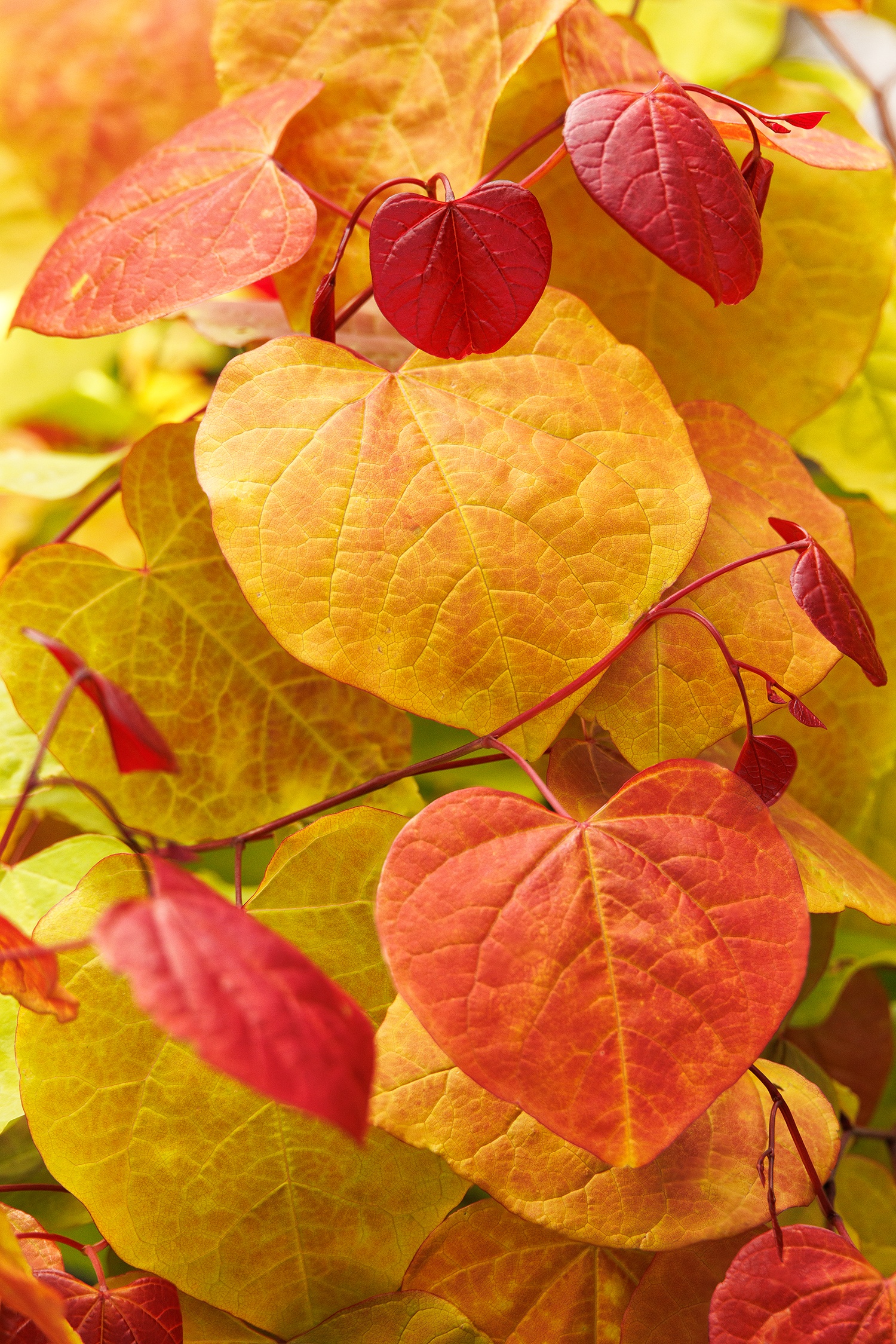 Flame Thrower® Redbud, Cercis canadensis 'NC2016-2' PP #31,260