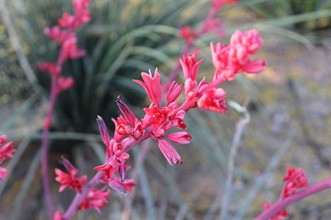 Stoplights Red Yucca, Hesperaloe parviflora 'Stop Lights' PP #34,195