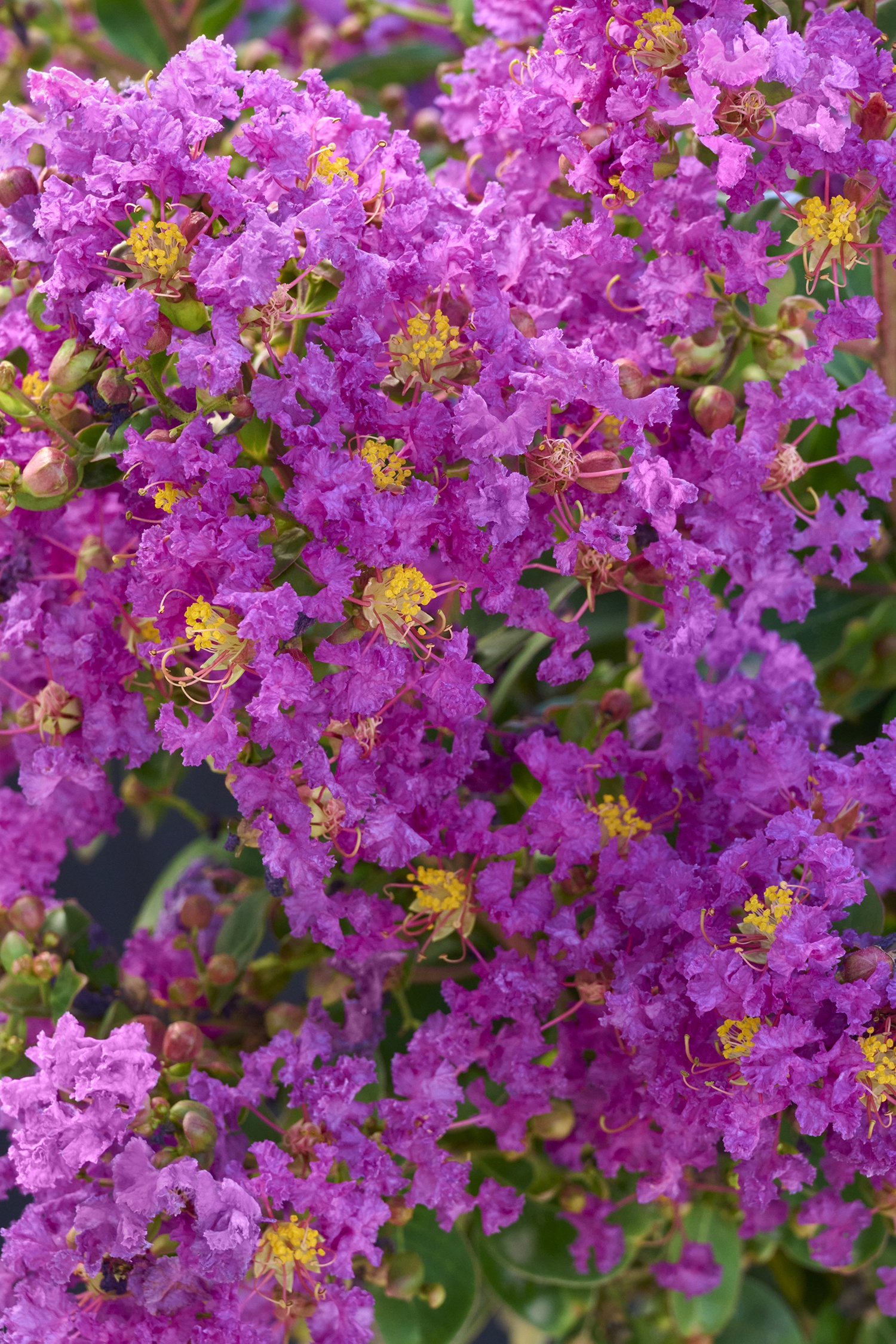 Summerlasting® Plum Crape Myrtle, Lagerstroemia indica 'HOCH1065' PPAF