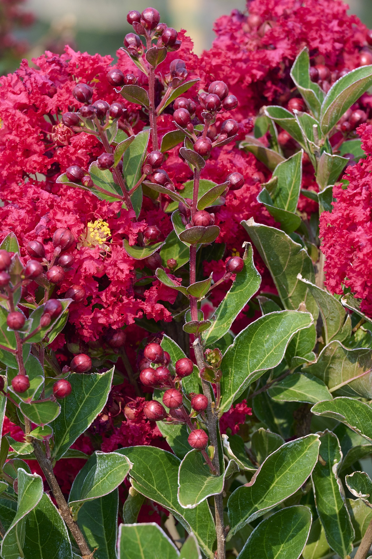 Summerlasting® Strawberry Crape Myrtle, Monrovia Plant