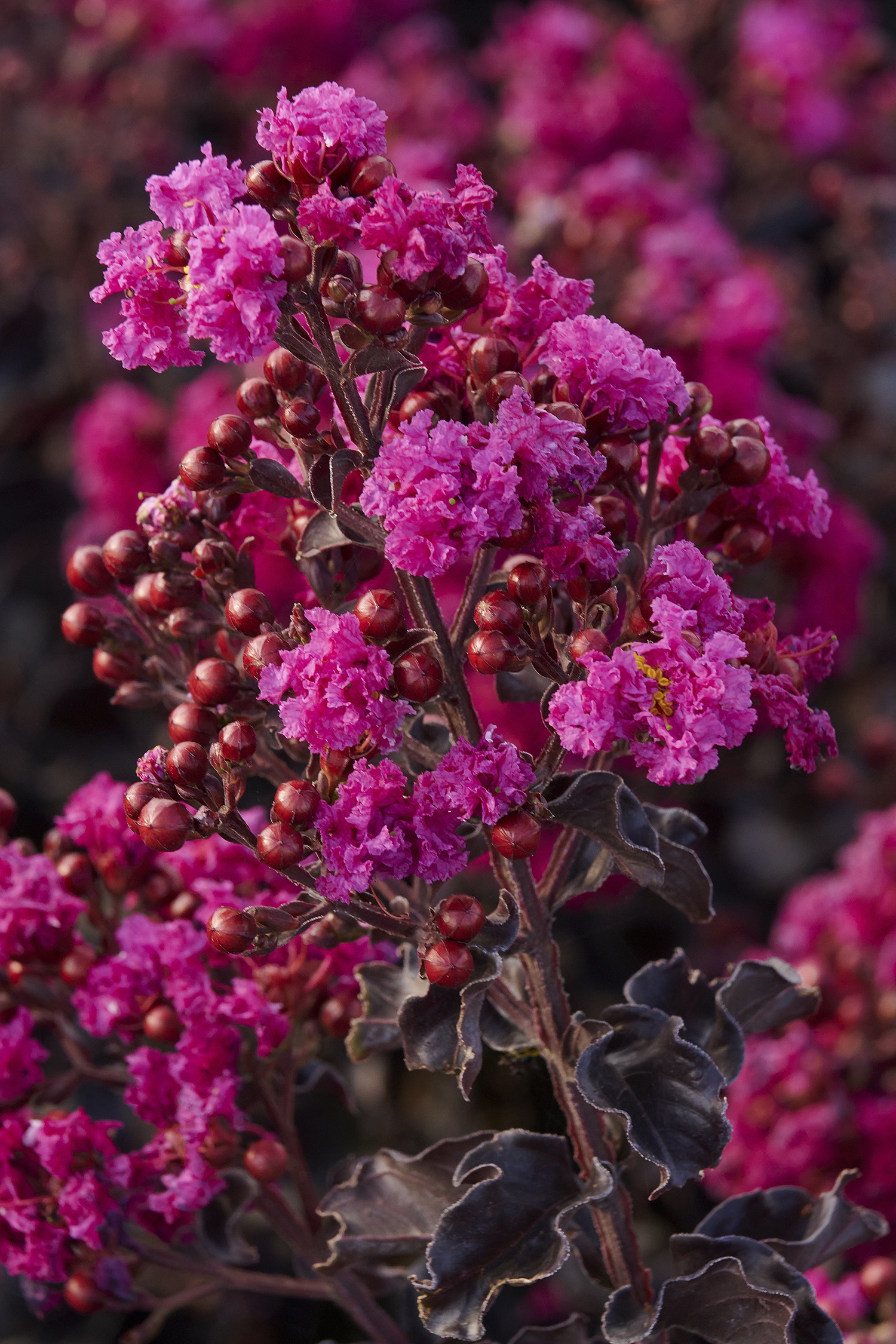 Summerlasting® Raspberry Crape Myrtle, Monrovia Plant