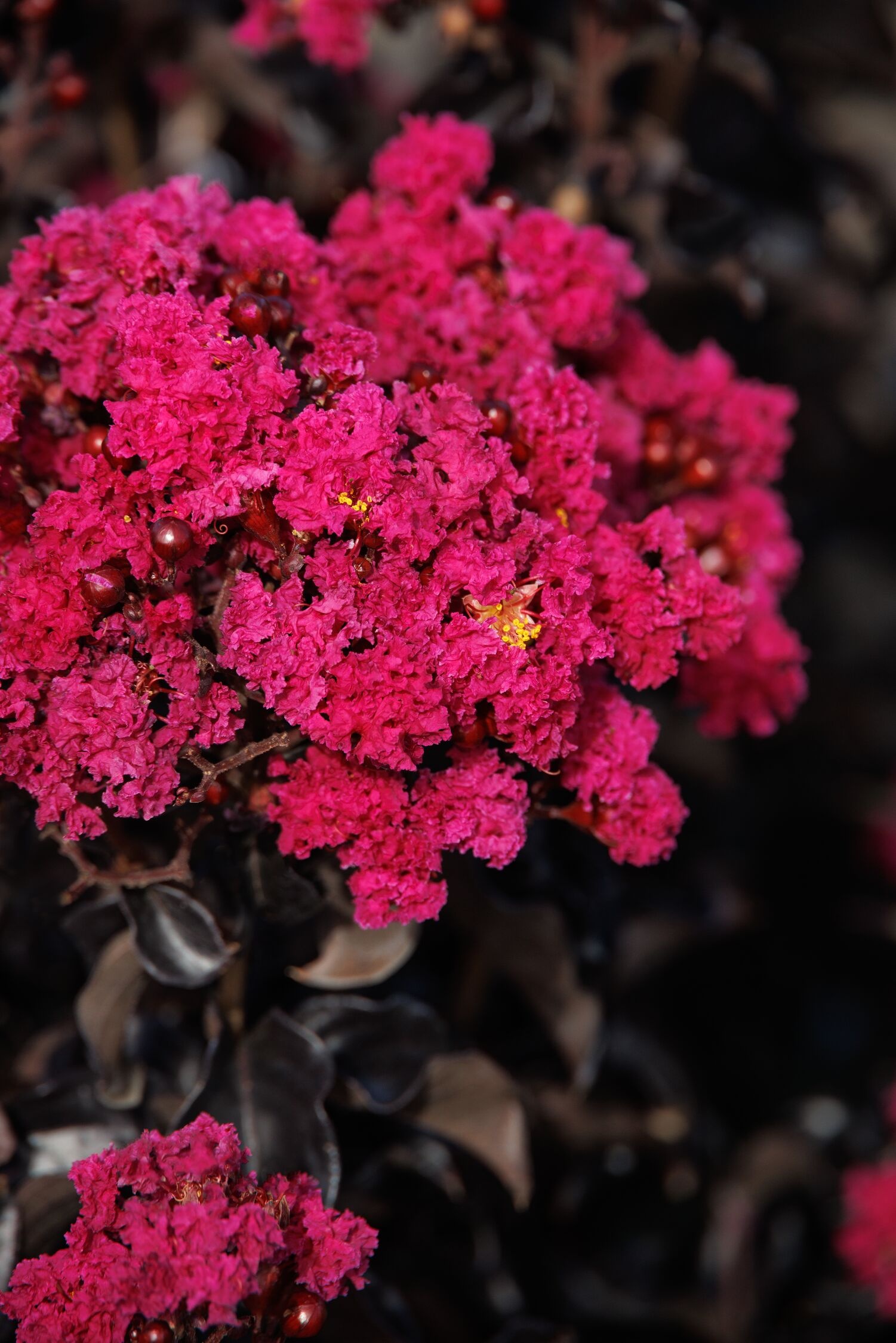 Summerlasting® Raspberry Crape Myrtle, Monrovia Plant