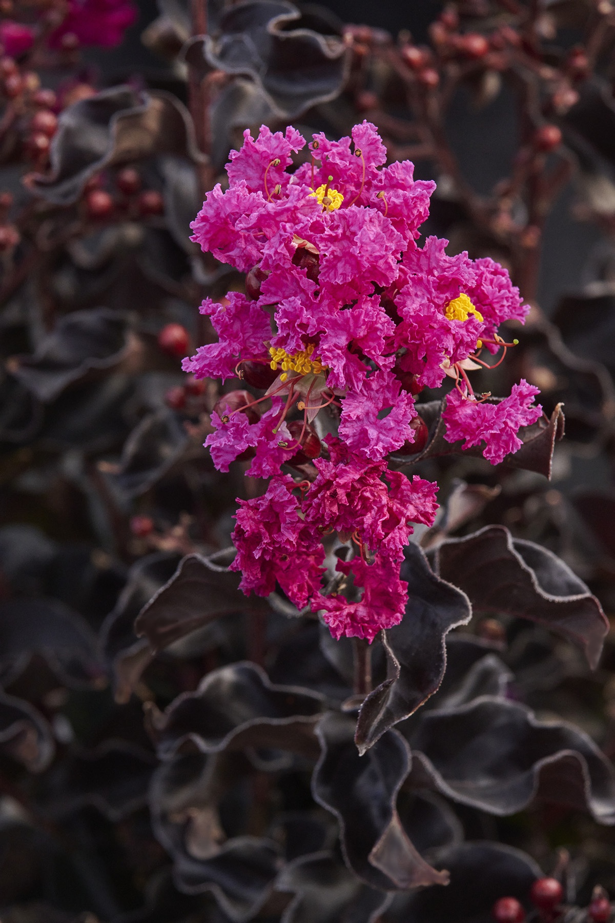 Summerlasting® Raspberry Crape Myrtle, Monrovia Plant
