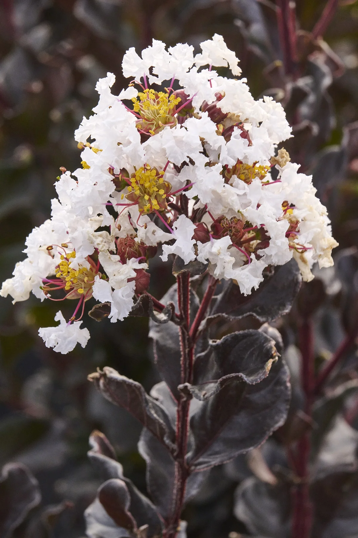 Summerlasting® Coconut Crape Myrtle, Monrovia Plant