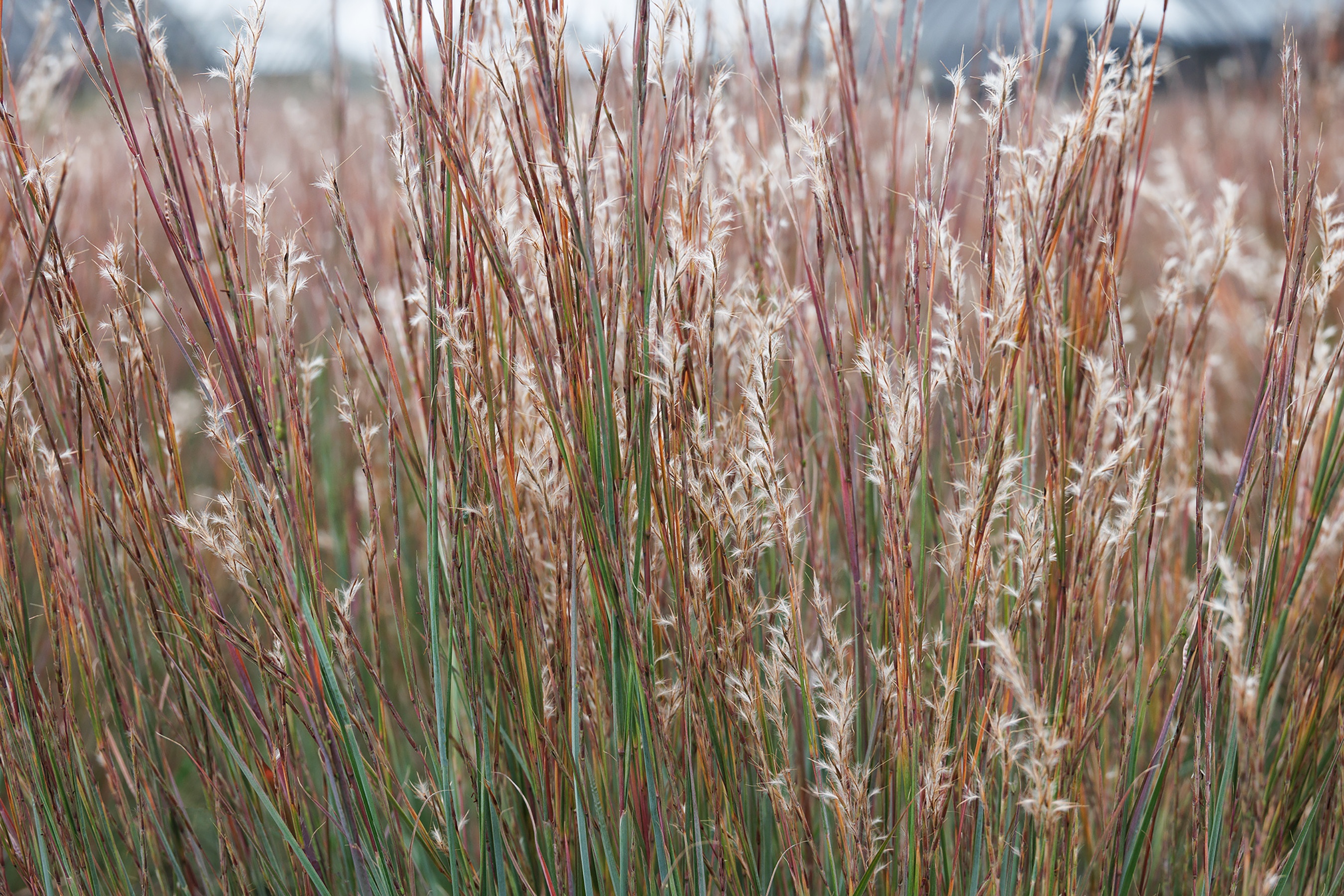 Jazz Little Bluestem, Schizachyrium scoparium 'Jazz', Monrovia Plant