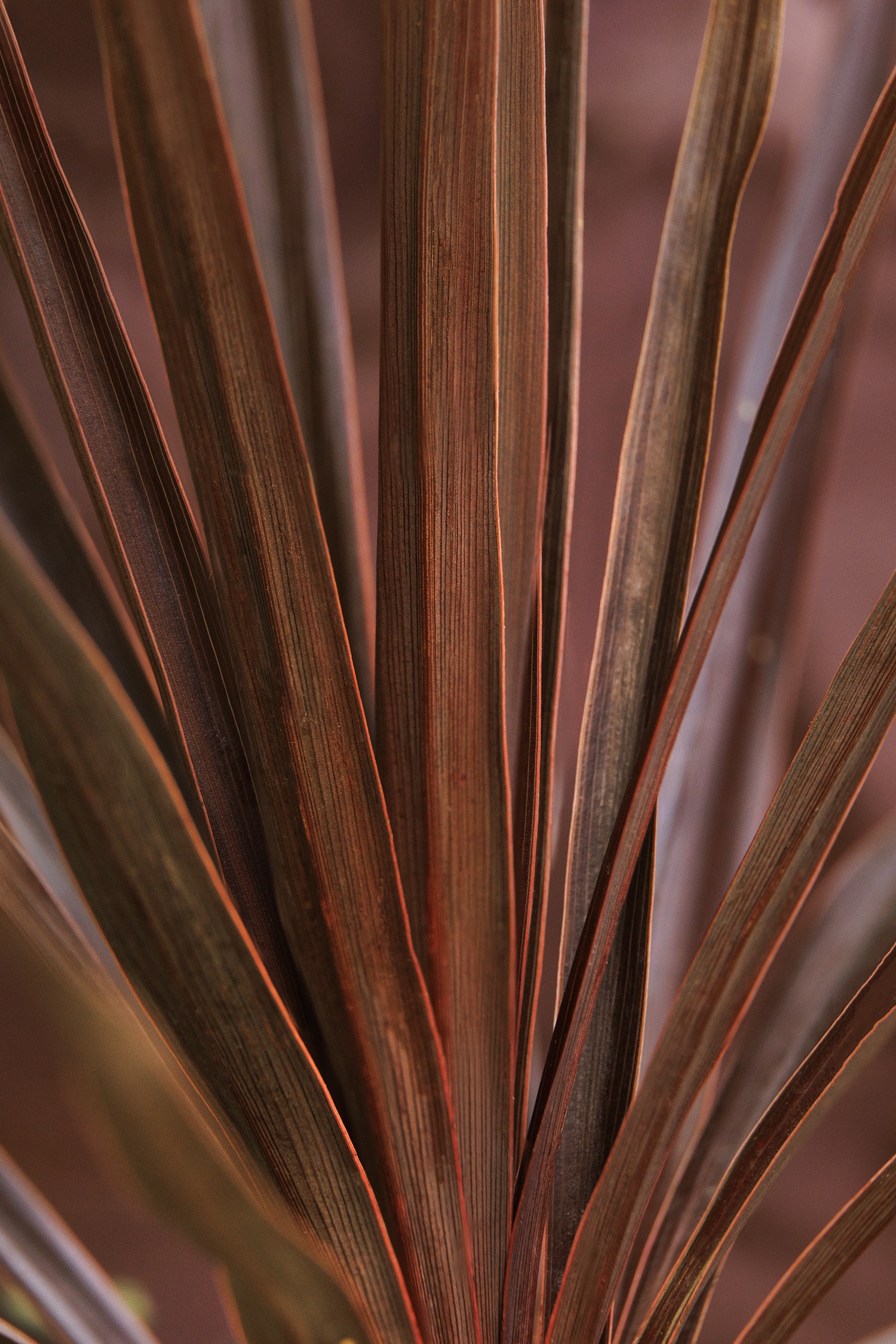 Little Red Star Cordyline, Cordyline australis 'FILIRESTA' PP #32,713