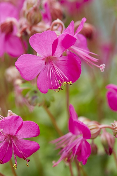 Intense Cranesbill, Geranium x cantabrigiense 'Intense', Monrovia Plant