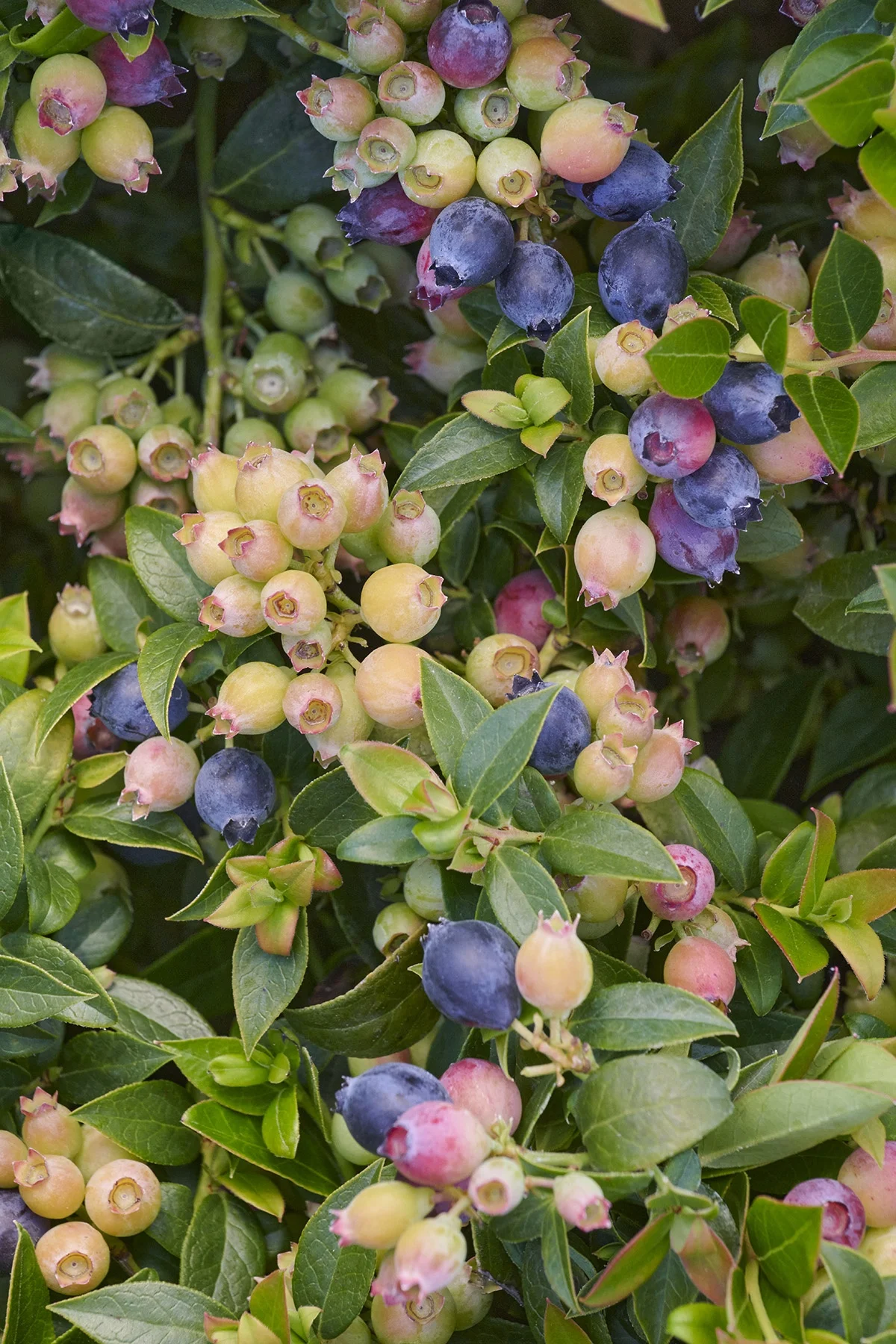 Bountiful™ Baby Blueberry, Vaccinium x 'FC 13-044' PPAF, Monrovia Plant