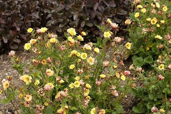 Tempo™ Yellow Avens, Geum 'Yellow' PPAF, Monrovia Plant