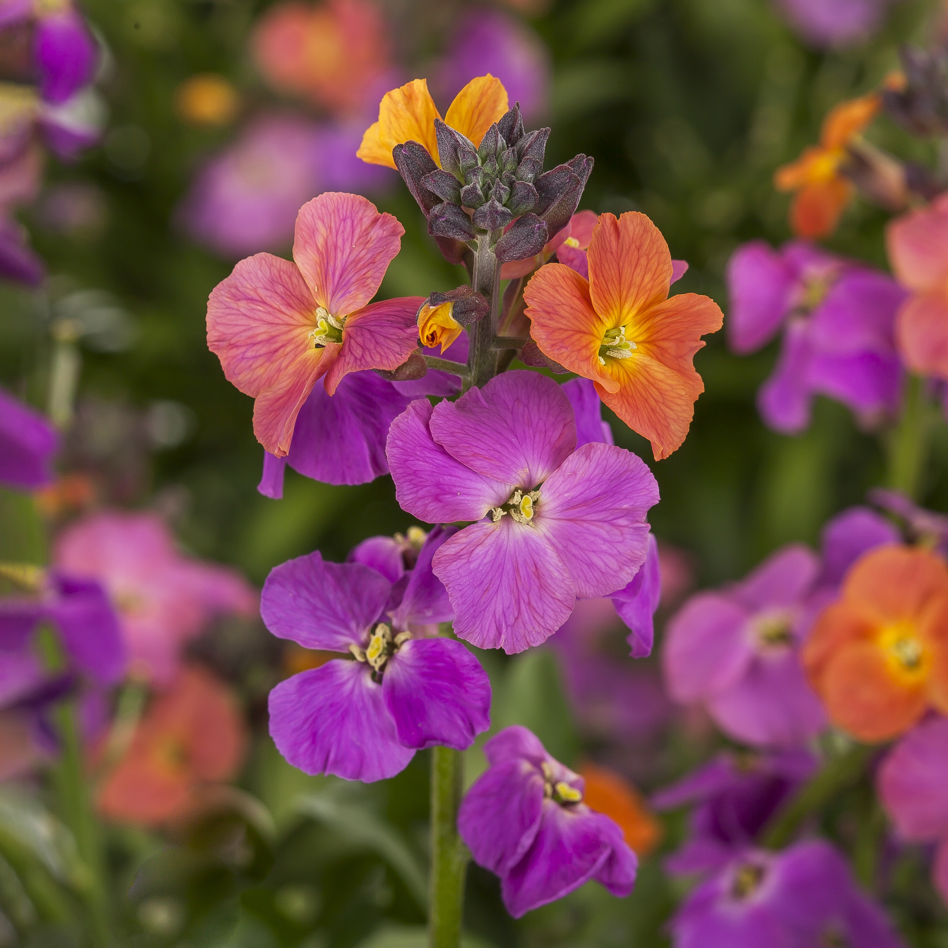 Erysistible™ Magenta Wallflower , Erysimum linifolium, Monrovia Plant