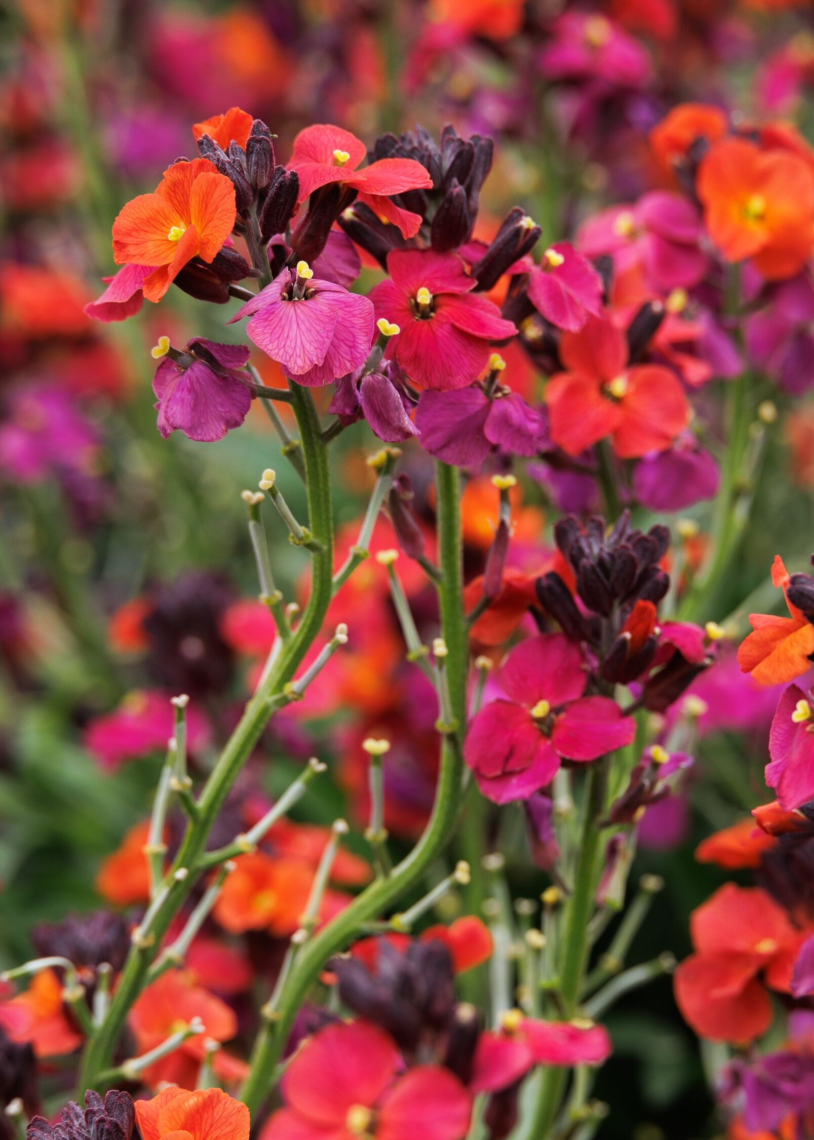Erysistible™ Magenta Wallflower , Erysimum linifolium, Monrovia Plant