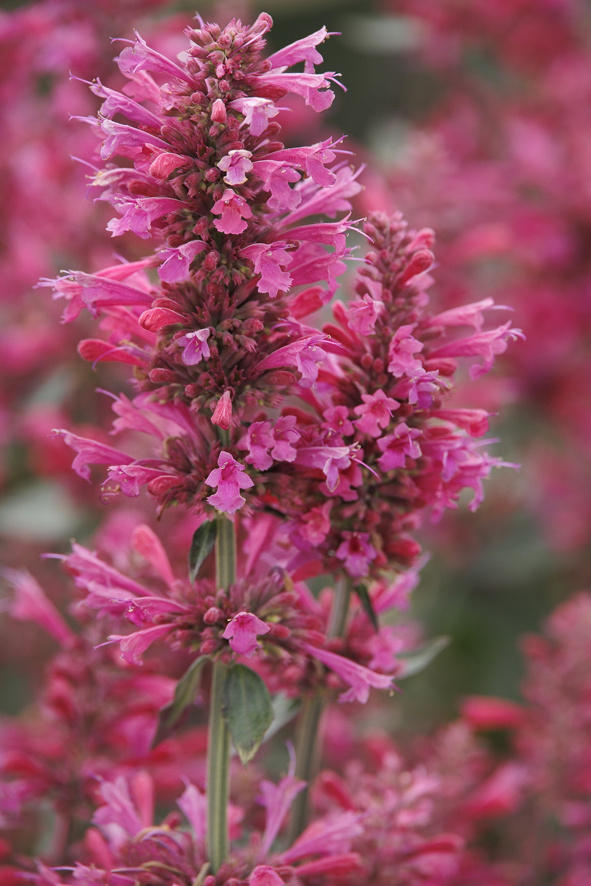 Morello Agastache, Agastache hybrid 'Morello' PP #29,527, Monrovia Plant
