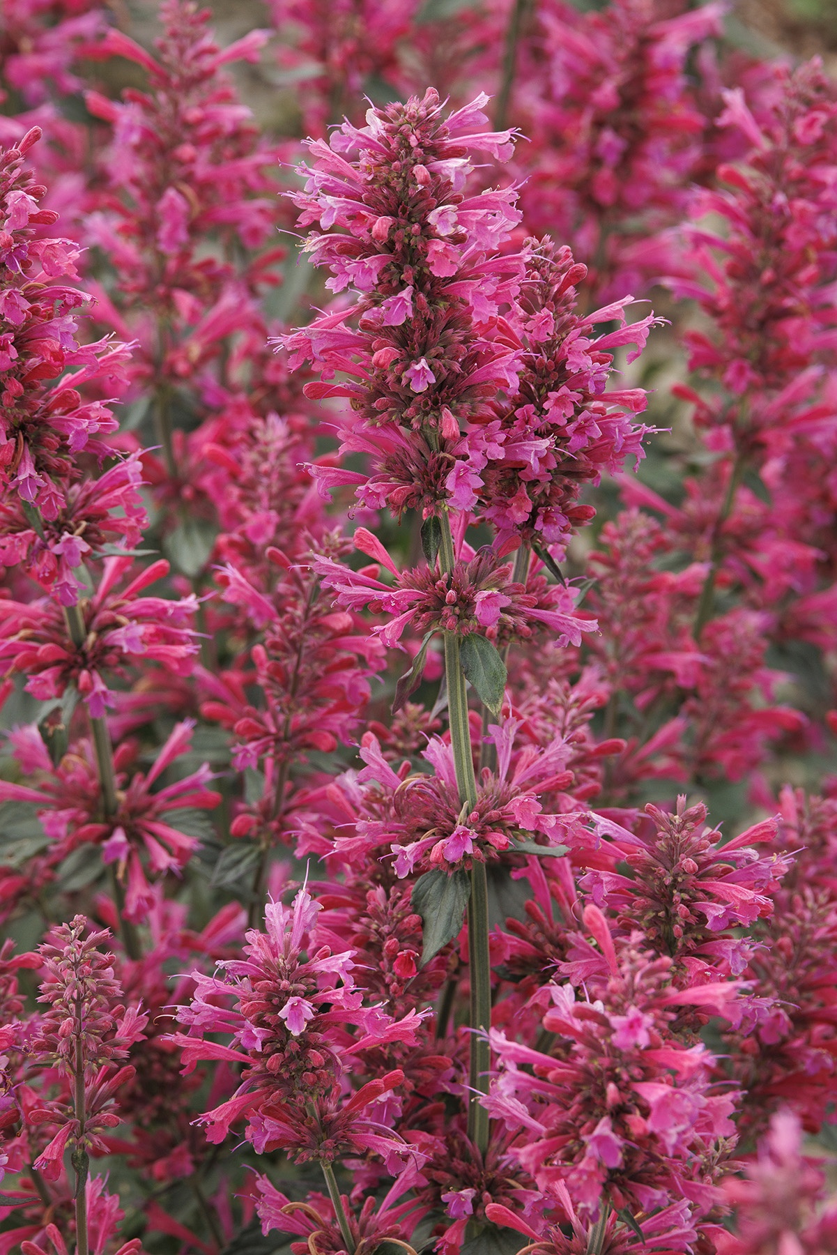Morello Agastache, Agastache hybrid 'Morello' PP #29,527, Monrovia Plant