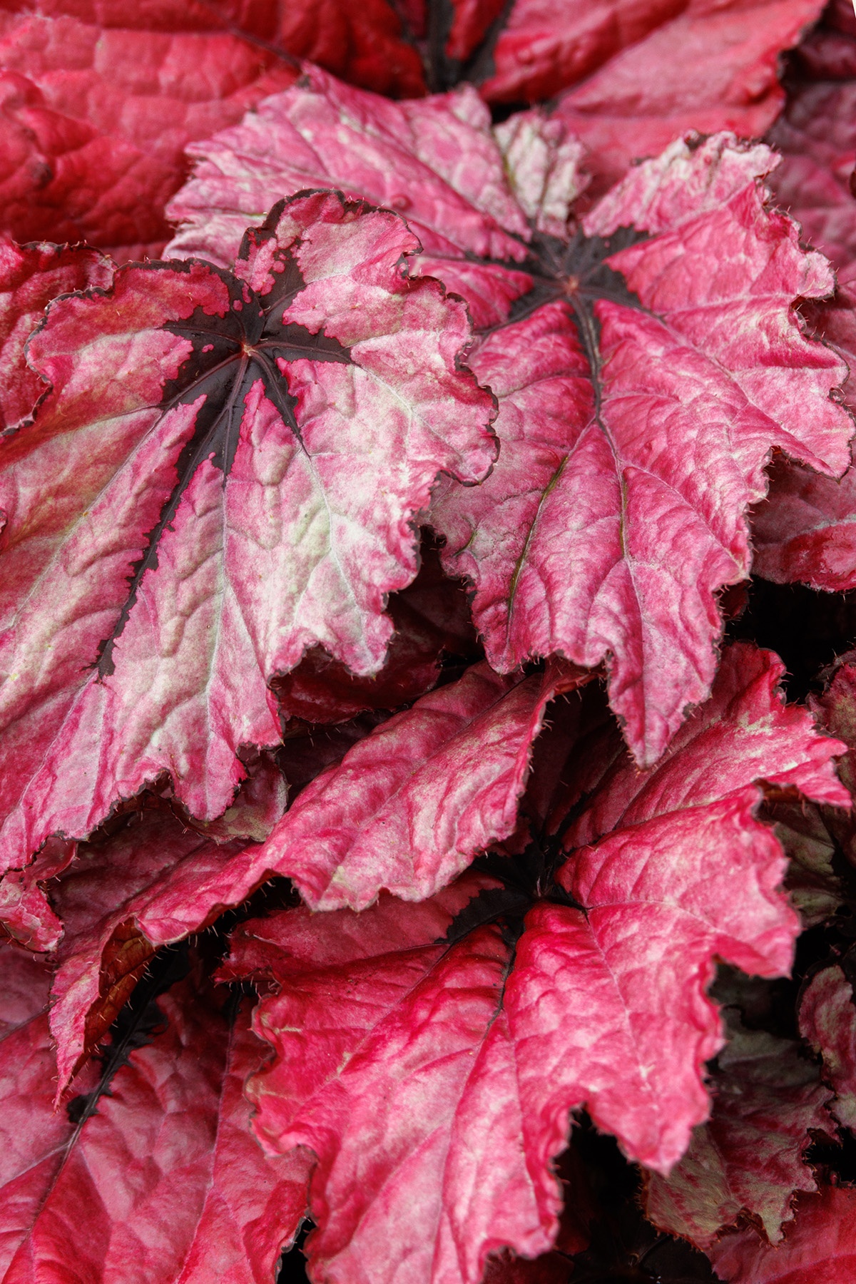 T Rex™ Ruby Slippers Rex Begonia, Monrovia Plant