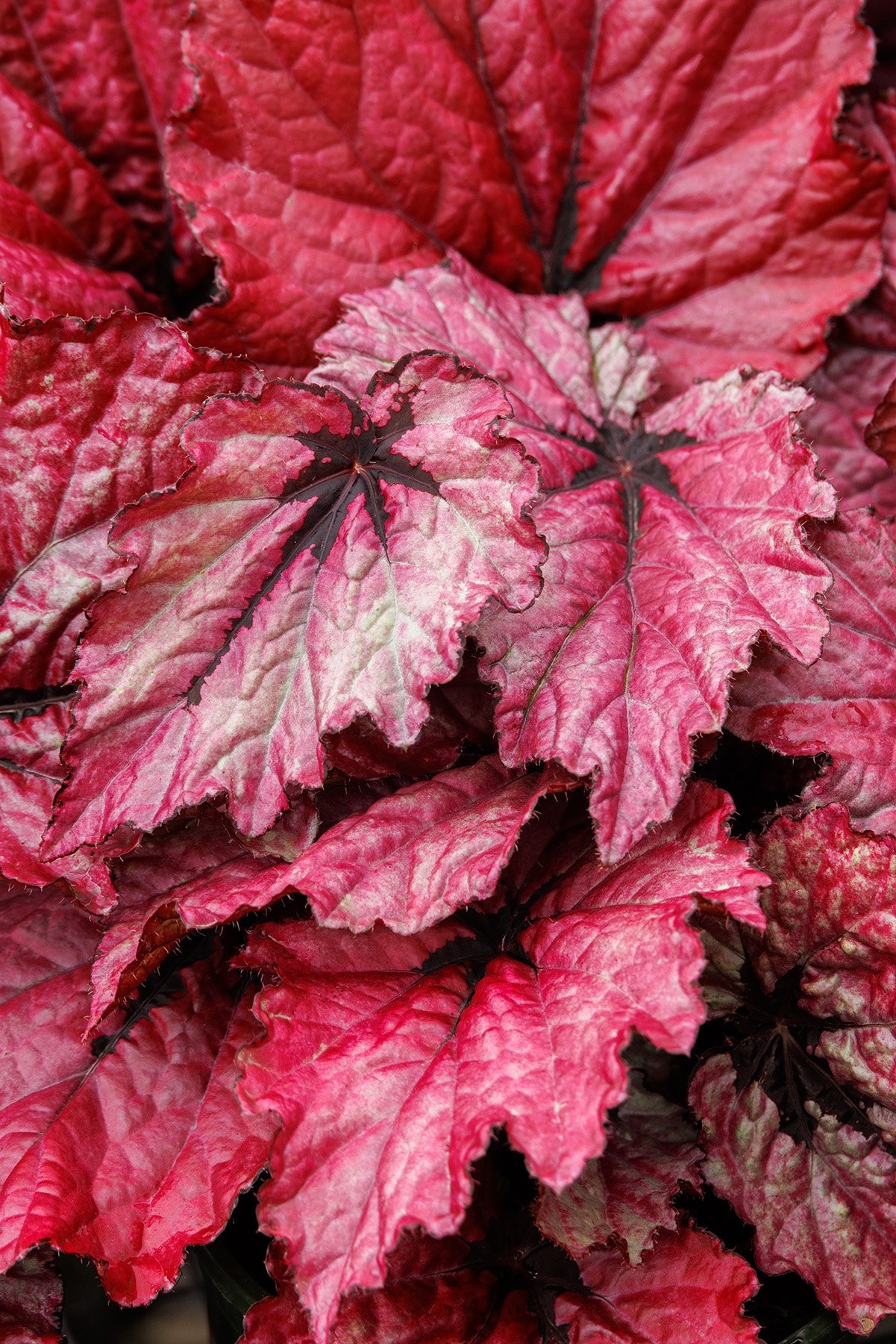 T Rex™ Ruby Slippers Rex Begonia, Monrovia Plant
