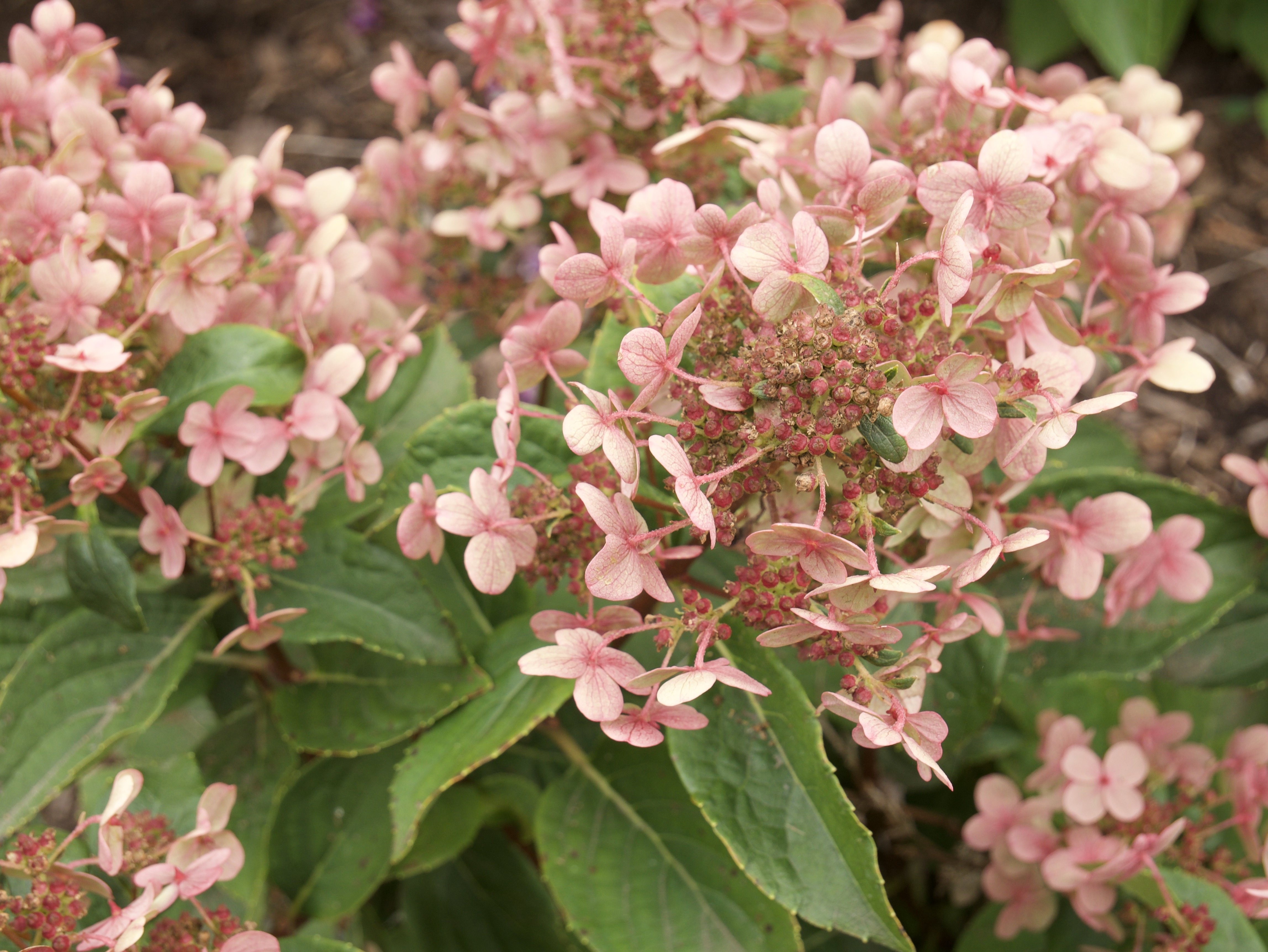 Early Evolution Hydrangea, Hydrangea paniculata 'AJ14' PP #30,983