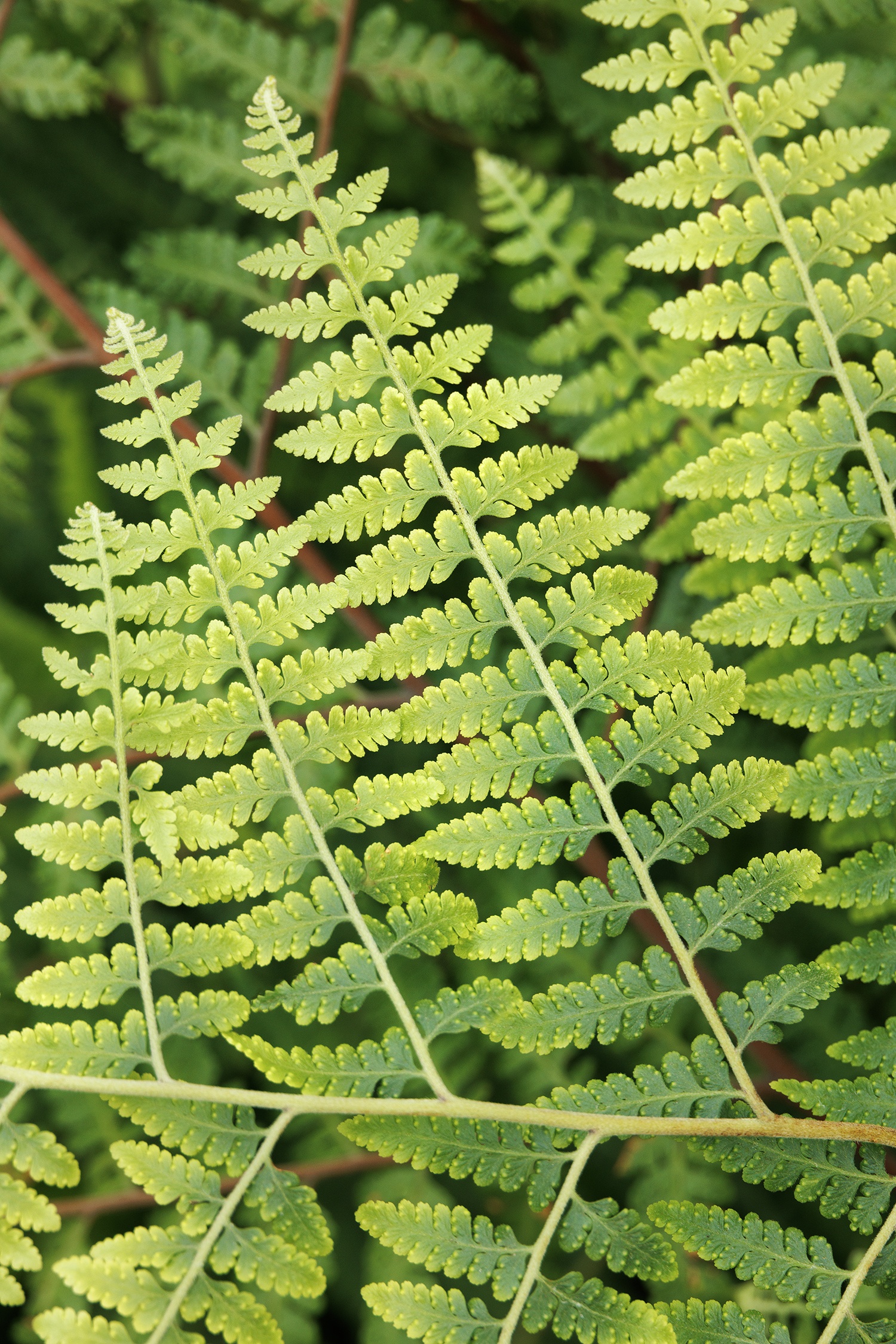 Dan Hinkley Wood Fern Selection, Hylopteris sp. 'DJHV 19525'