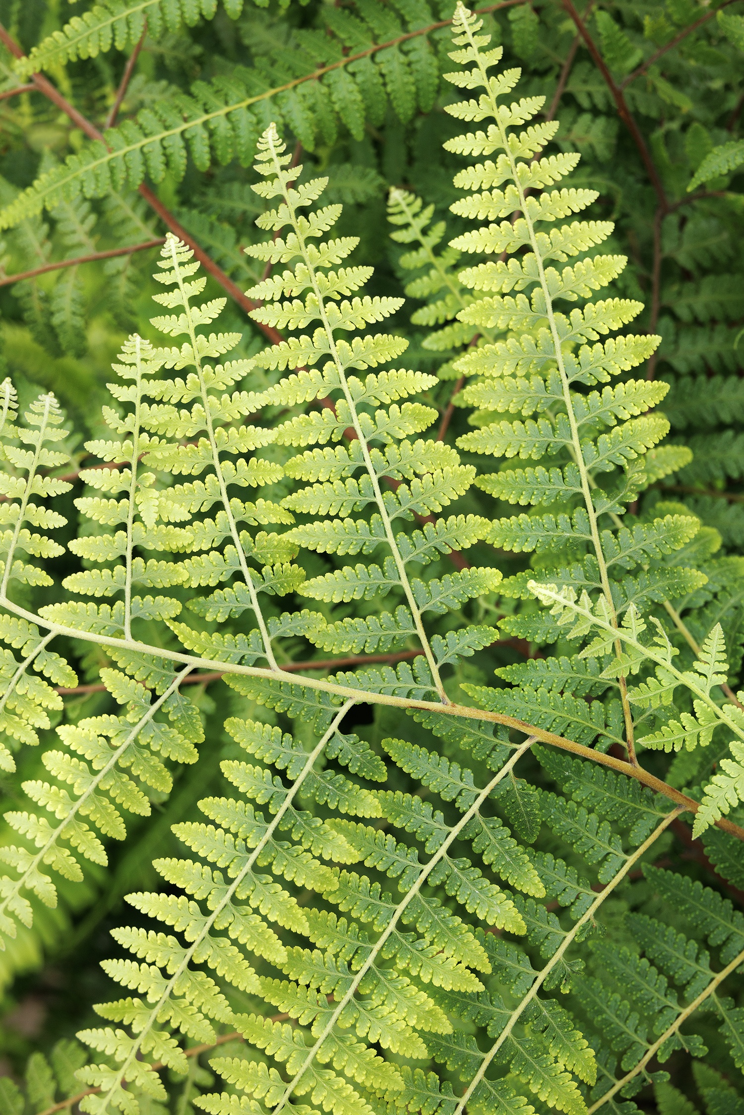 Dan Hinkley Wood Fern Selection, Hylopteris sp. 'DJHV 19525'