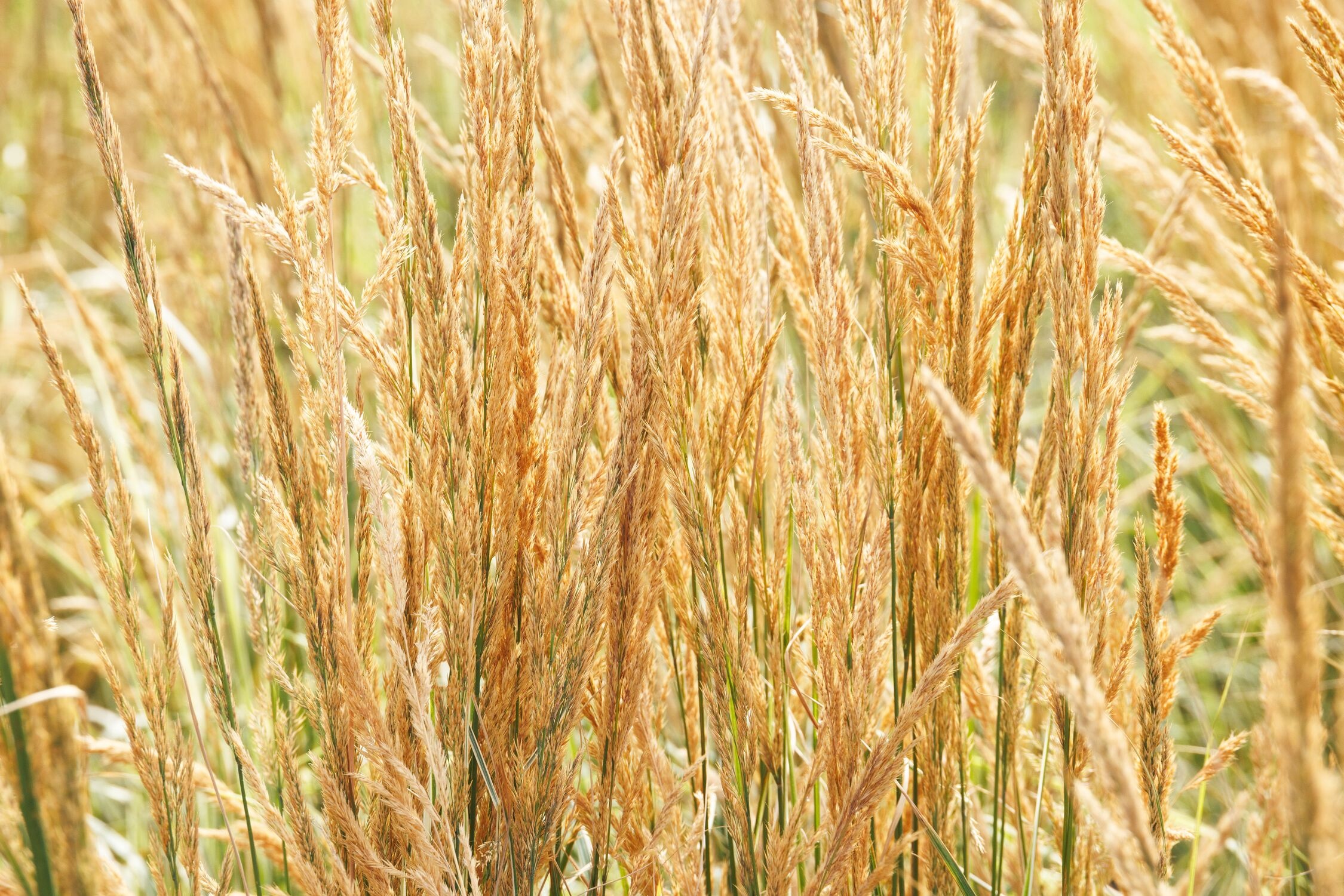 Avalanche Feather Reed Grass, Calamagrostis x acutiflora 'Avalanche'