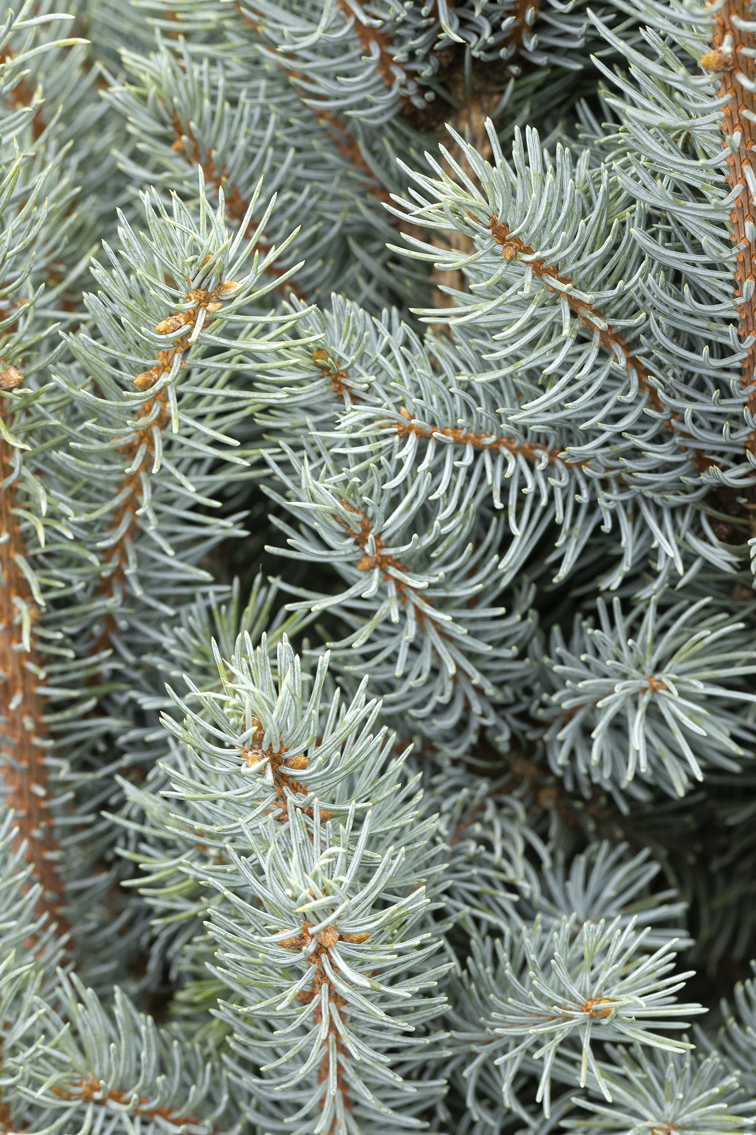 Iseli Fastigiate Colorado Spruce, Picea pungens 'Iseli fastigiate'
