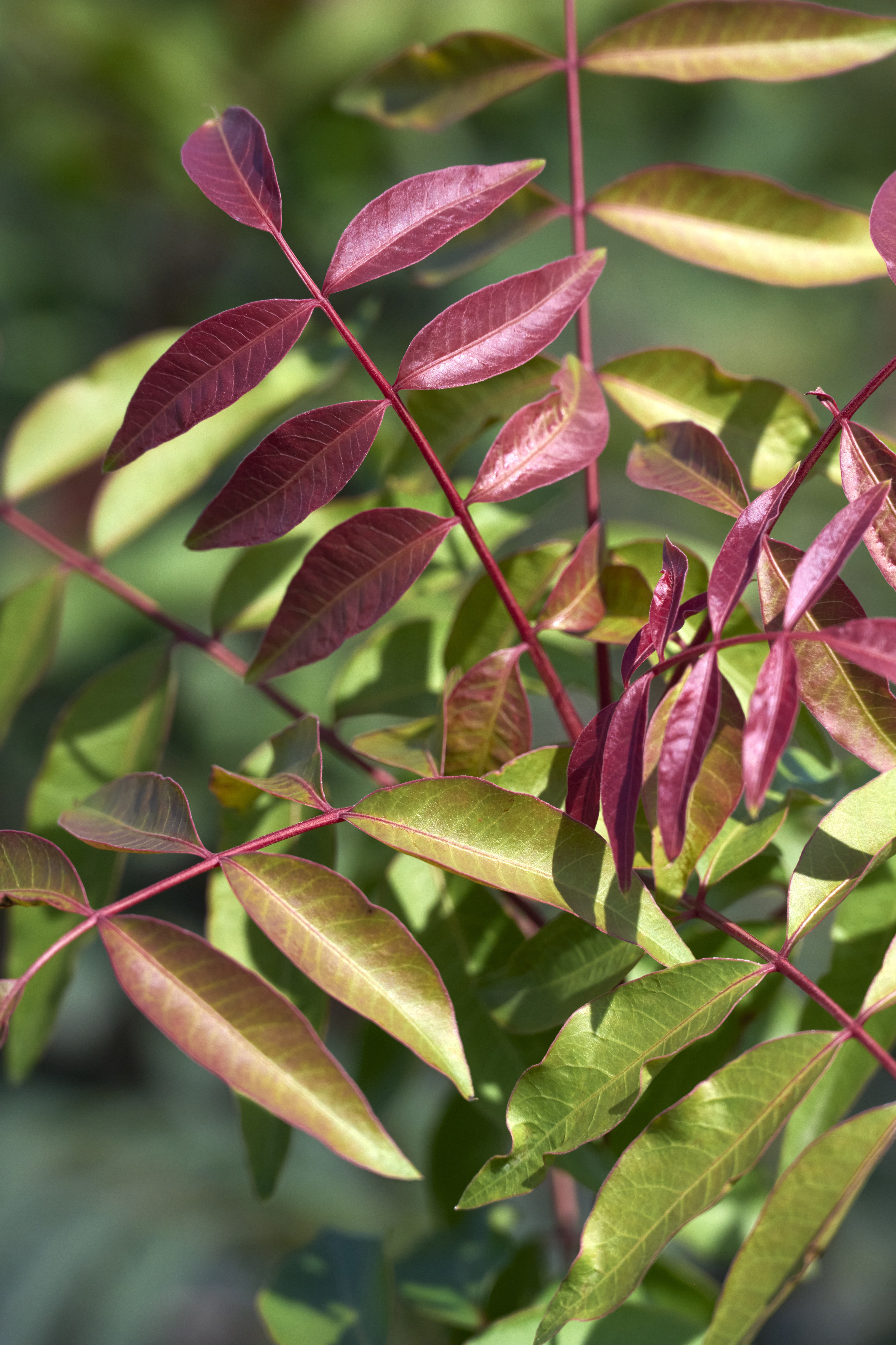 Red Push Pistache, Pistacia x 'Red Push', Monrovia Plant