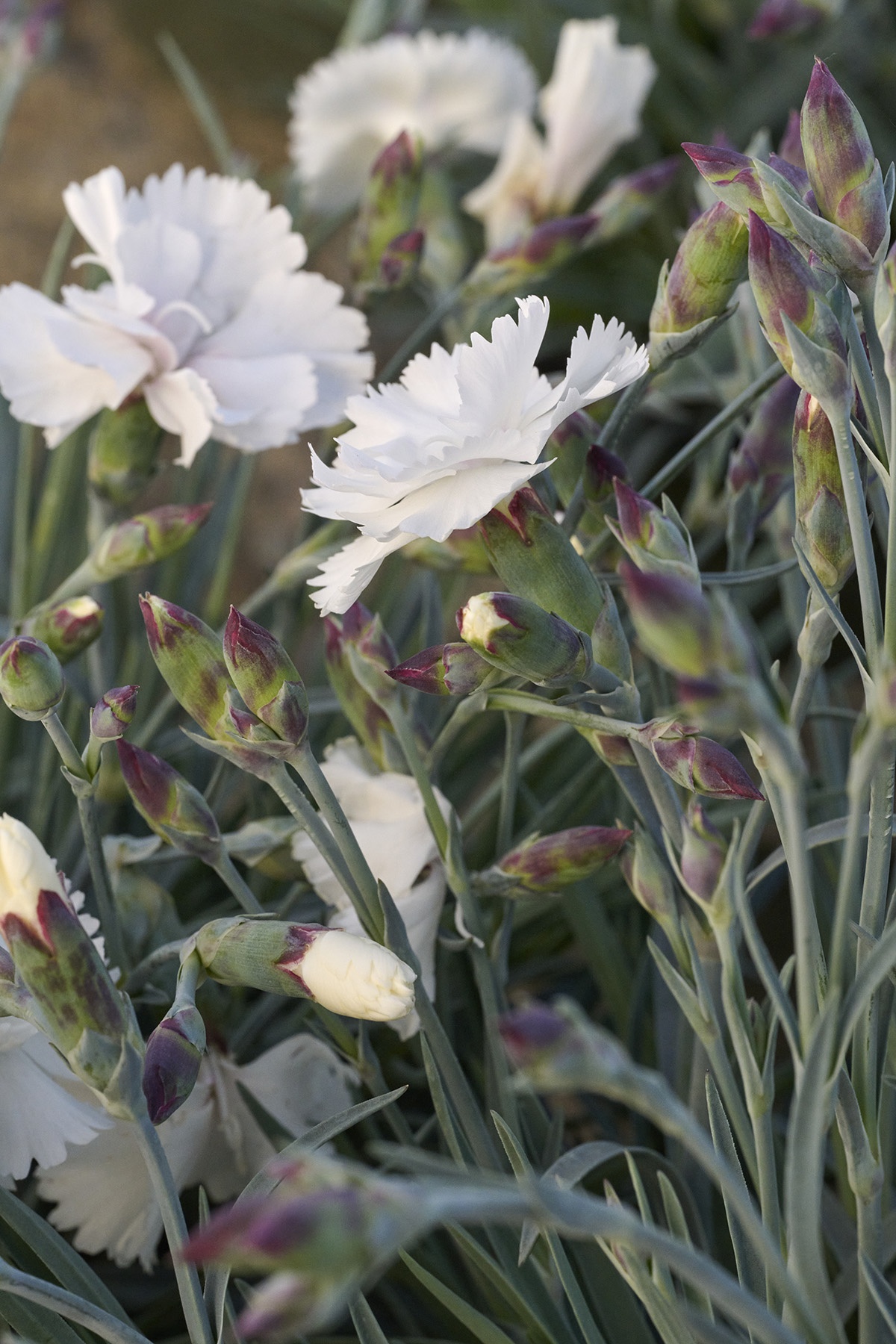 Scent from Heaven™ Angel of Purity Dianthus, Monrovia Plant