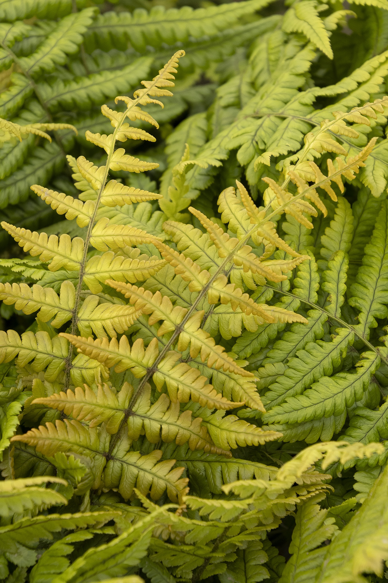 Jurassic Gold Wood Fern, Dryopteris wallichiana 'Jurassic Gold' PPAF