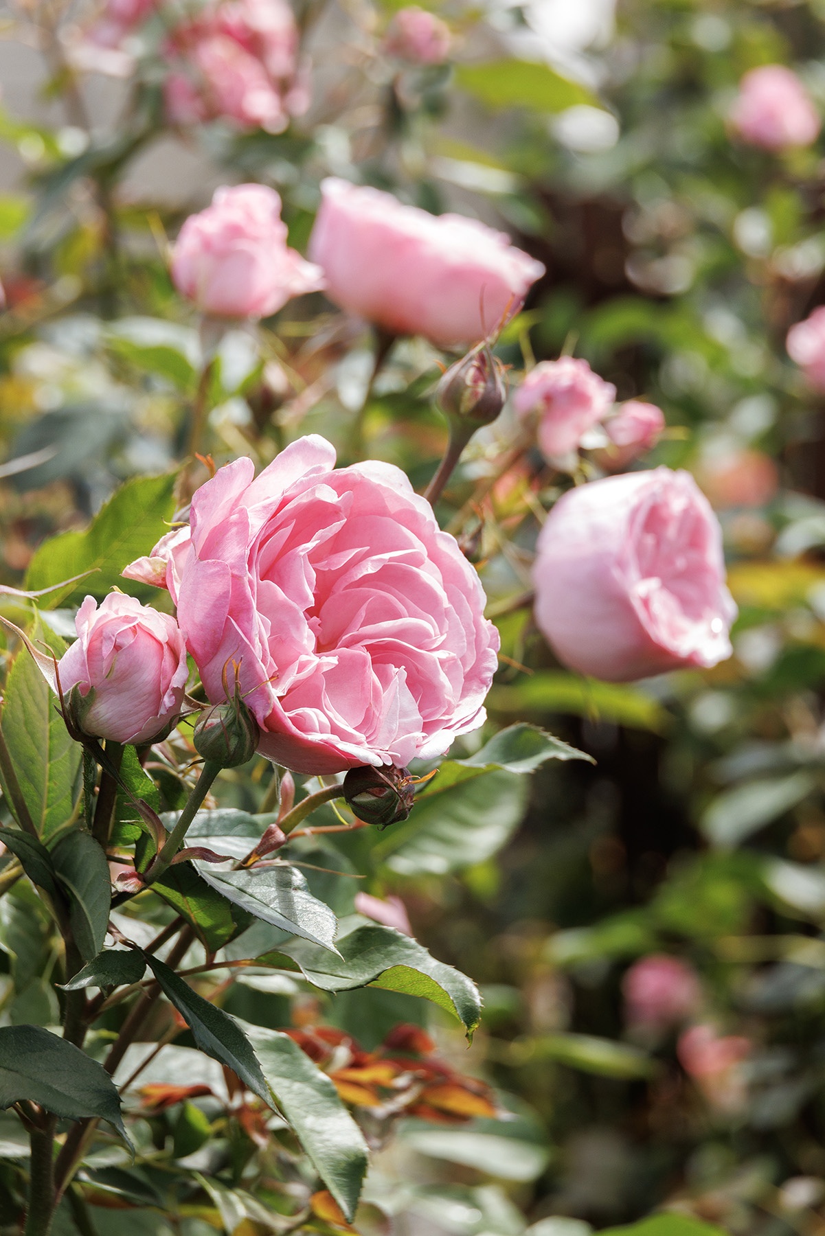 Heavenly Ascent® Pink Climbing Rose, Rosa 'Meictarus' PP #35,602