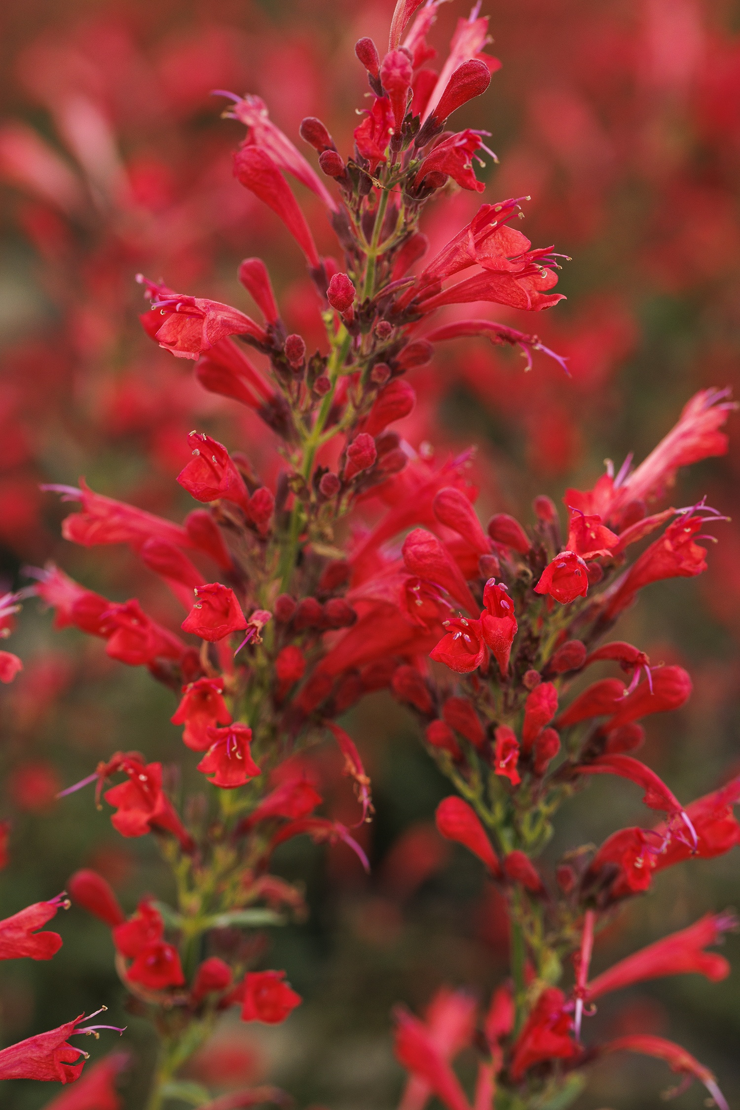 Kudos Red Agastache, Agastache hybrid 'Kudos Red' PP #30,375