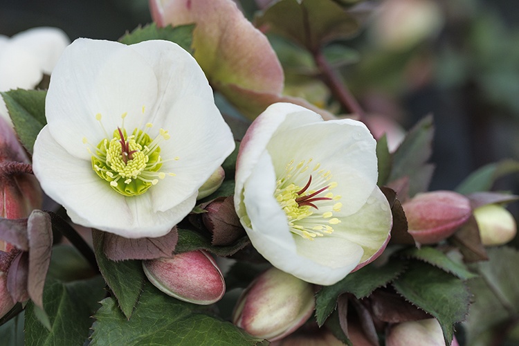 Ice N' Roses® Bianco Hellebore, Monrovia Plant