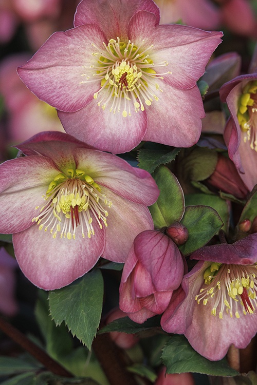Ice N' Roses® Rose Hellebore, Monrovia Plant