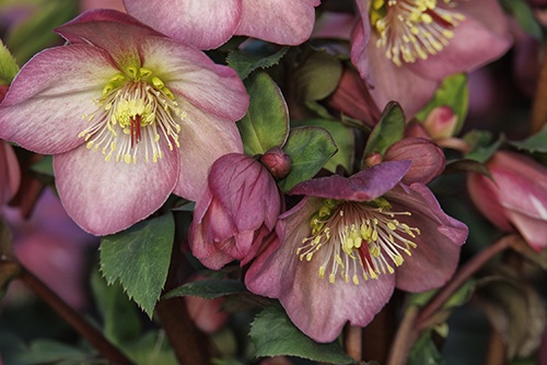Ice N' Roses® Rose Hellebore, Monrovia Plant