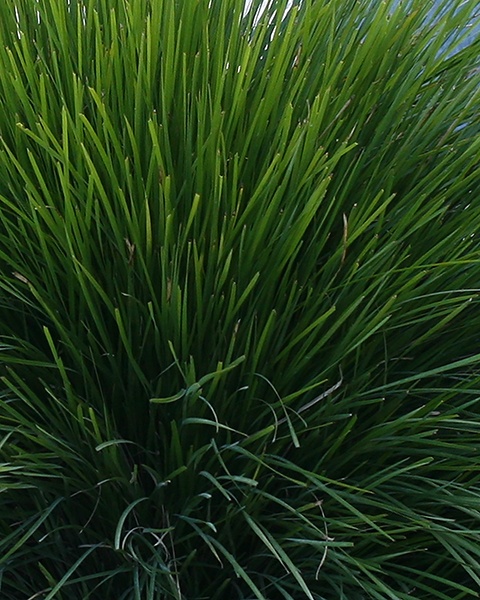 Leading® Lime Tight™ Mat Rush, Lomandra confertifolia 'Limtigra'