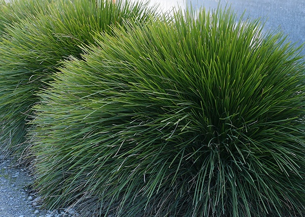 Leading® Lime Tight™ Mat Rush, Lomandra confertifolia 'Limtigra'