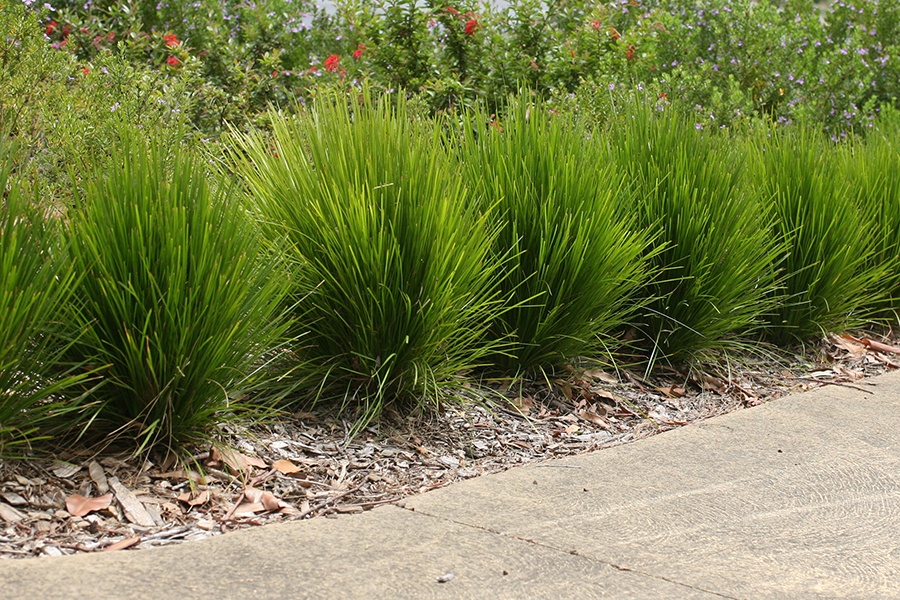 Leading® Lime Tight™ Mat Rush, Lomandra confertifolia 'Limtigra'